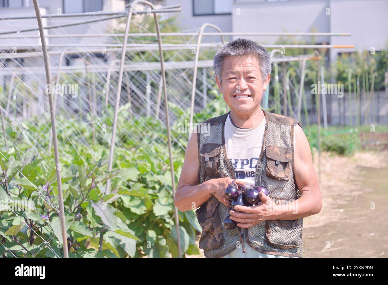 Man harvesting Terashima eggplant, an Edo-Tokyo vegetable Stock Photo ...
