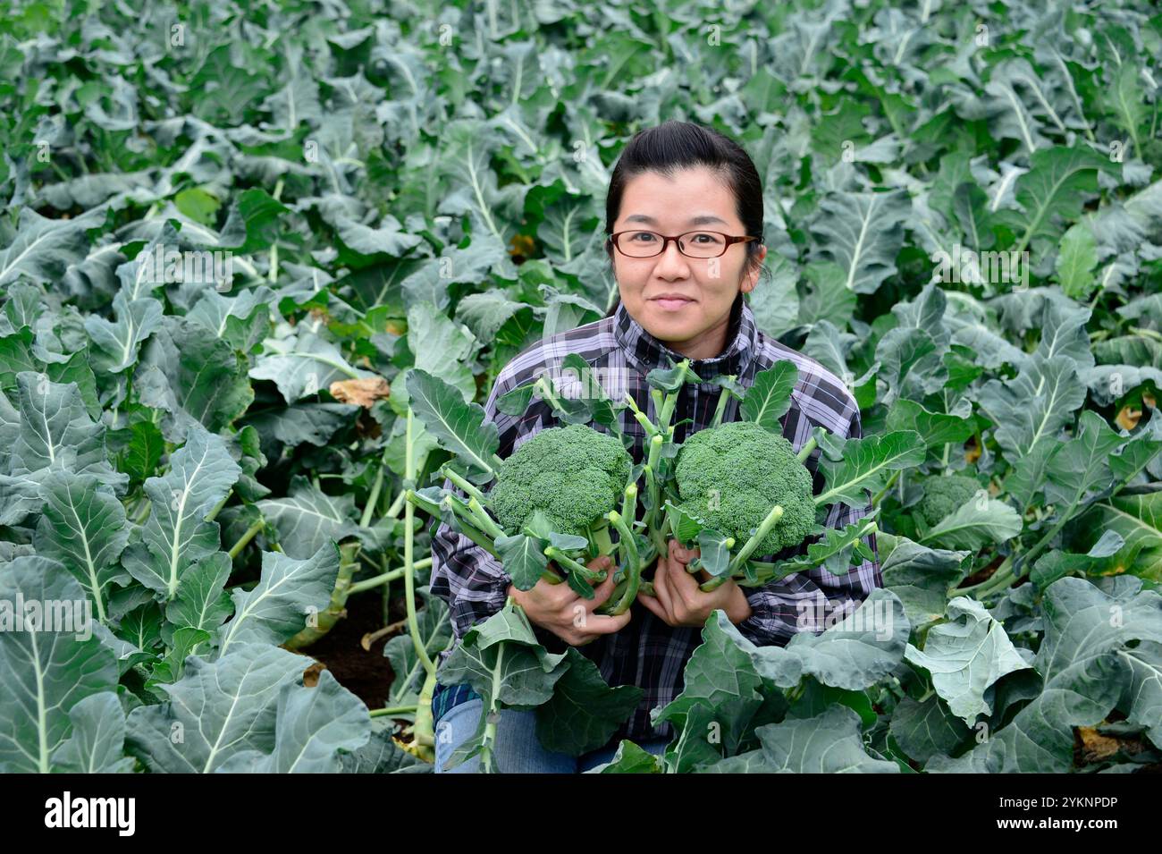 Broccoli harvest hi-res stock photography and images - Alamy
