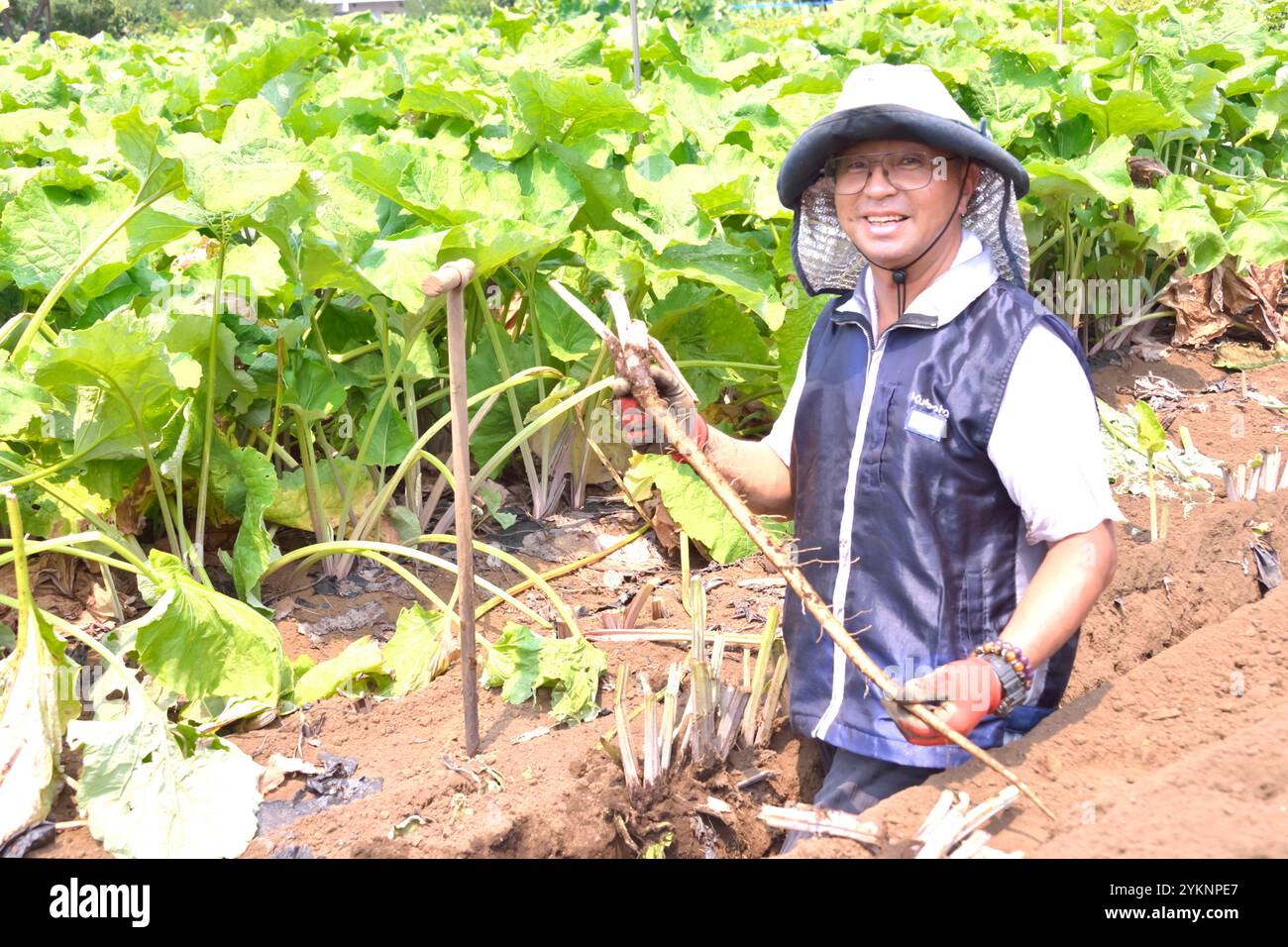Harvesting Takinogawa burdock of Edo Tokyo Vegetable Stock Photo - Alamy