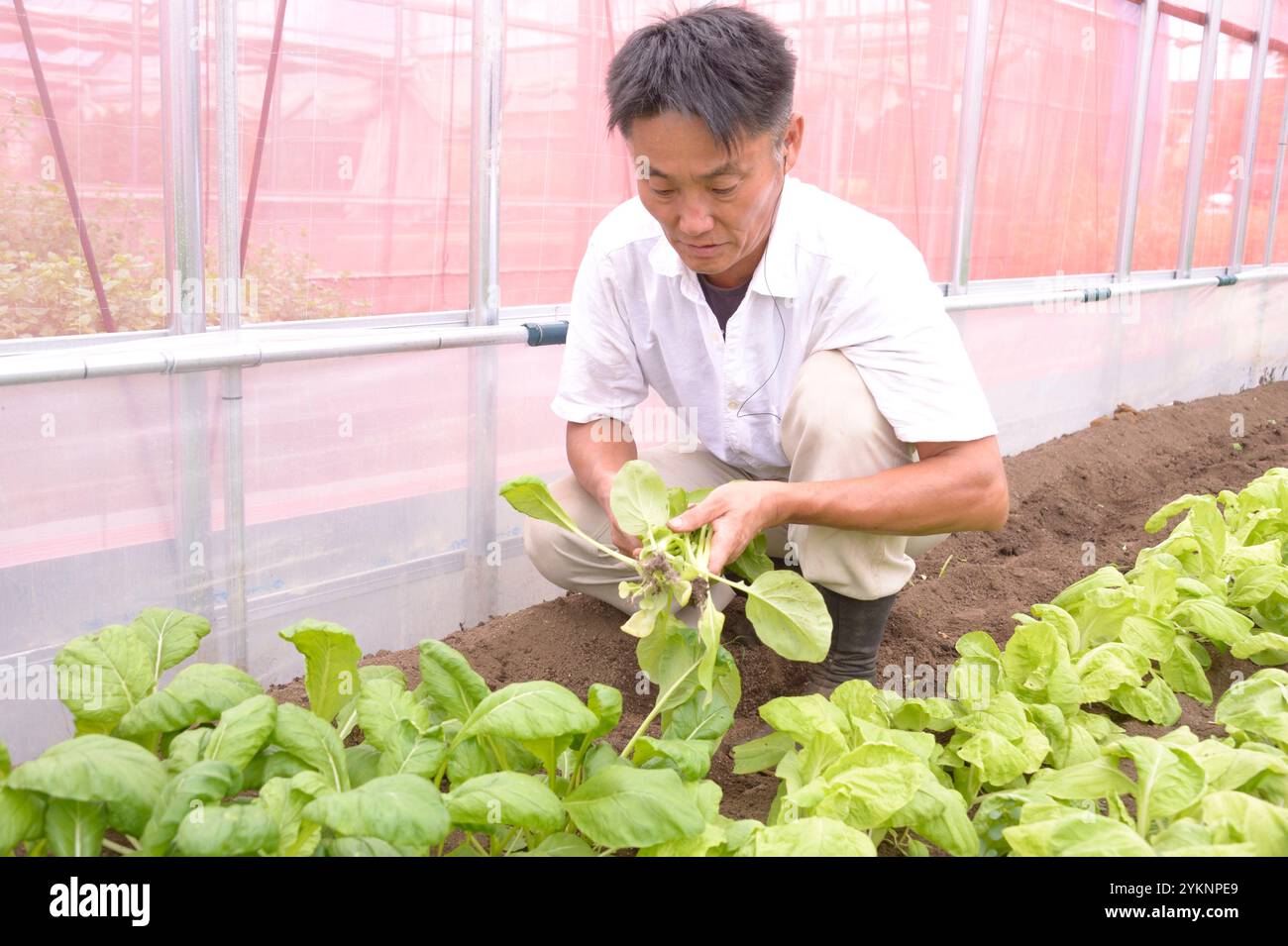 Man harvesting Edo Tokyo vegetable shintori-gai Stock Photo - Alamy