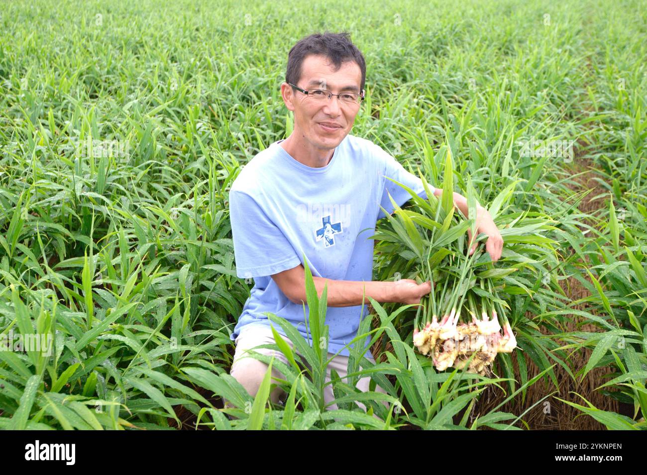 Harvesting Hachioji ginger, an Edo-Tokyo vegetable Stock Photo - Alamy