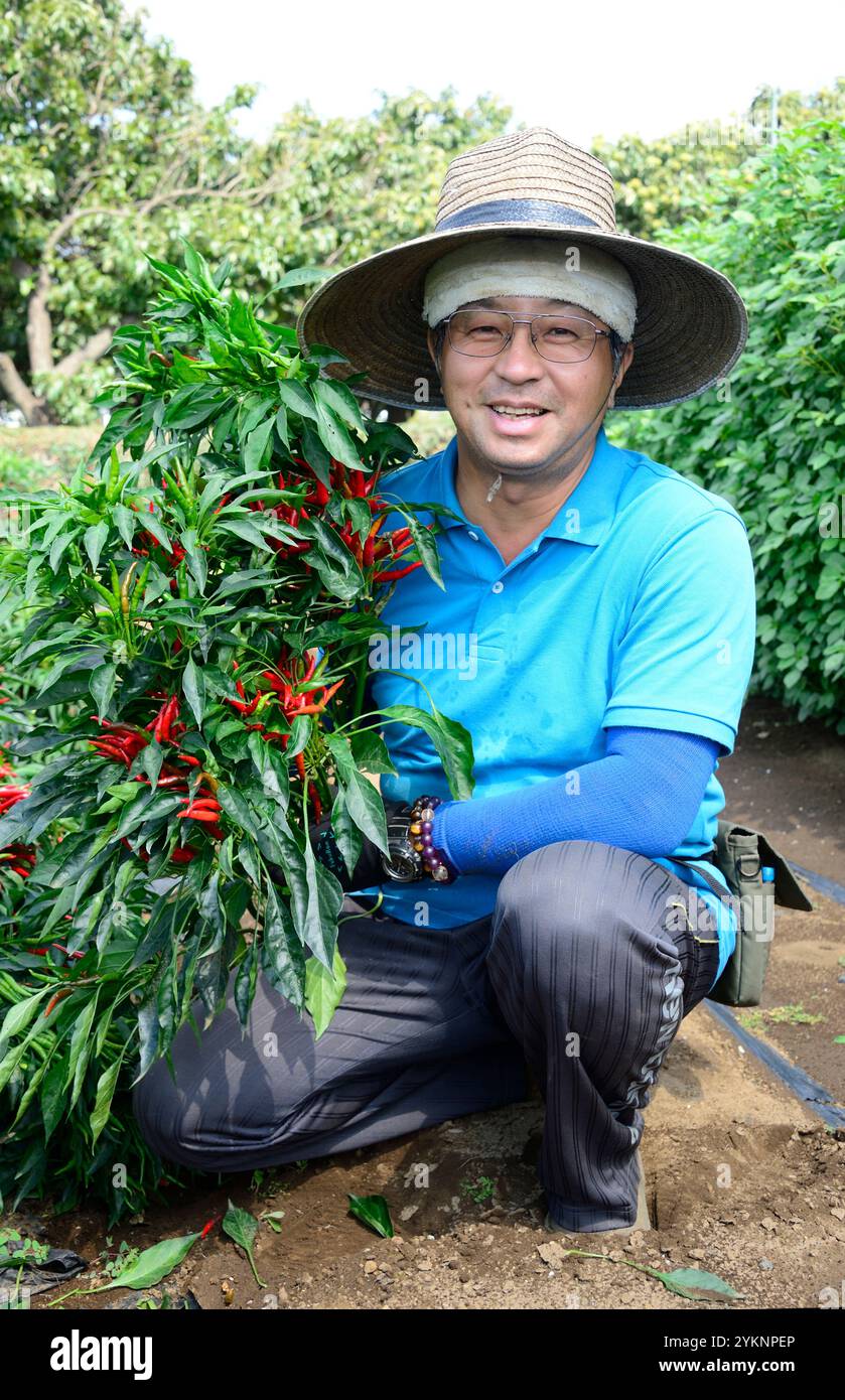 Man harvesting Naito peppers, an Edo-Tokyo vegetable Stock Photo - Alamy
