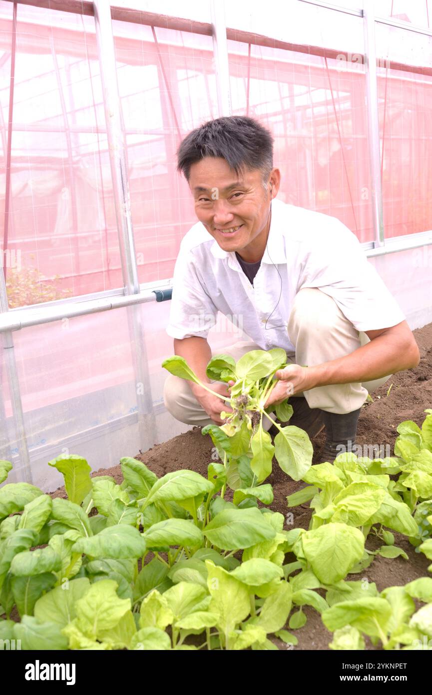 Man harvesting Edo Tokyo vegetable shintori-gai Stock Photo - Alamy