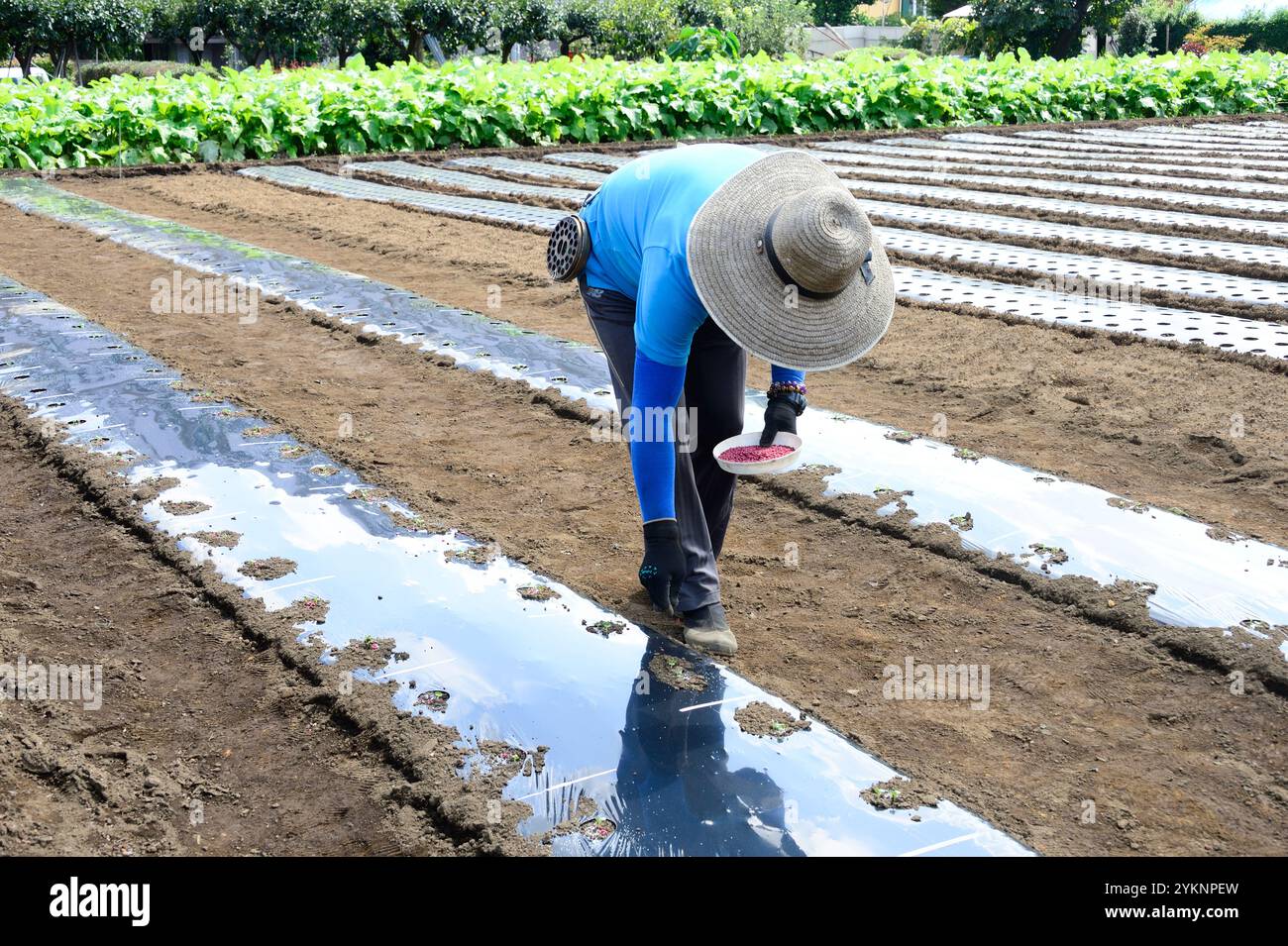 Summer sowing hi-res stock photography and images - Alamy