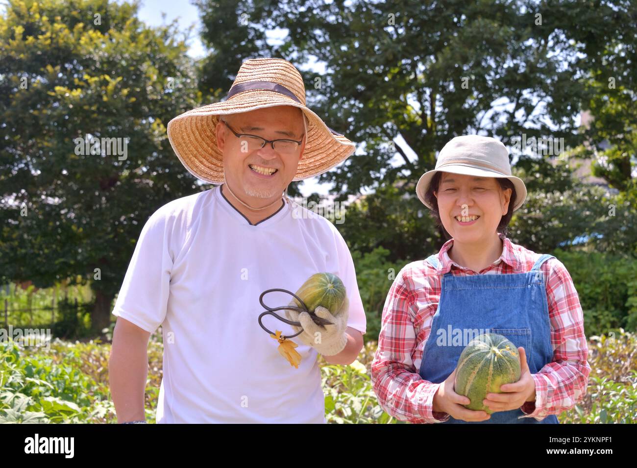 Harvesting Honda cucumbers, an Edo-Tokyo vegetable Stock Photo - Alamy