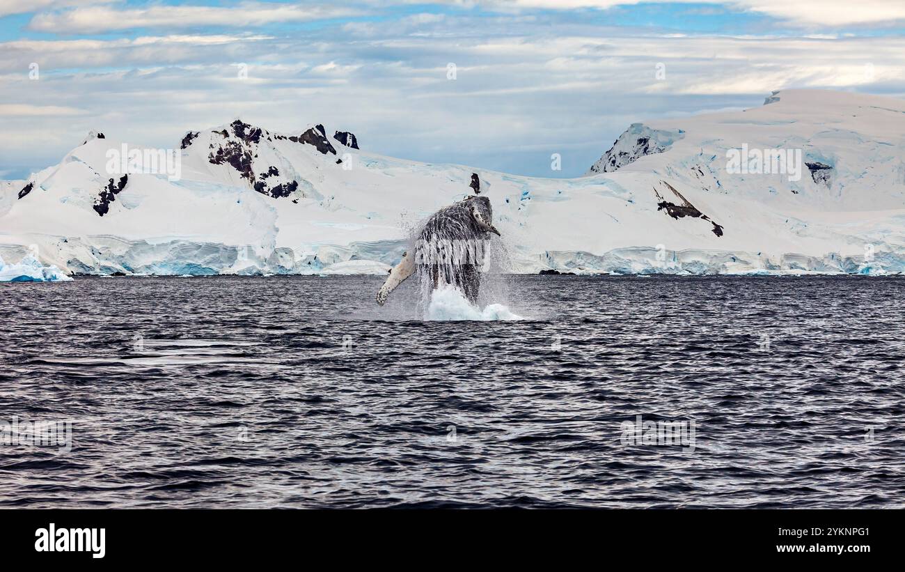 Whale Watching of Humpback whales in the Antarctic area Stock Photo - Alamy