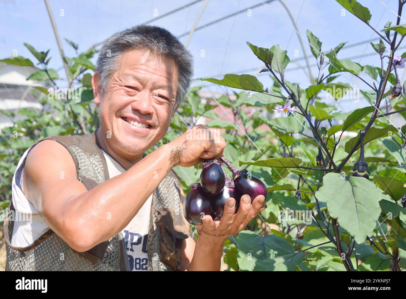 Man harvesting Terashima eggplant, an Edo-Tokyo vegetable Stock Photo ...
