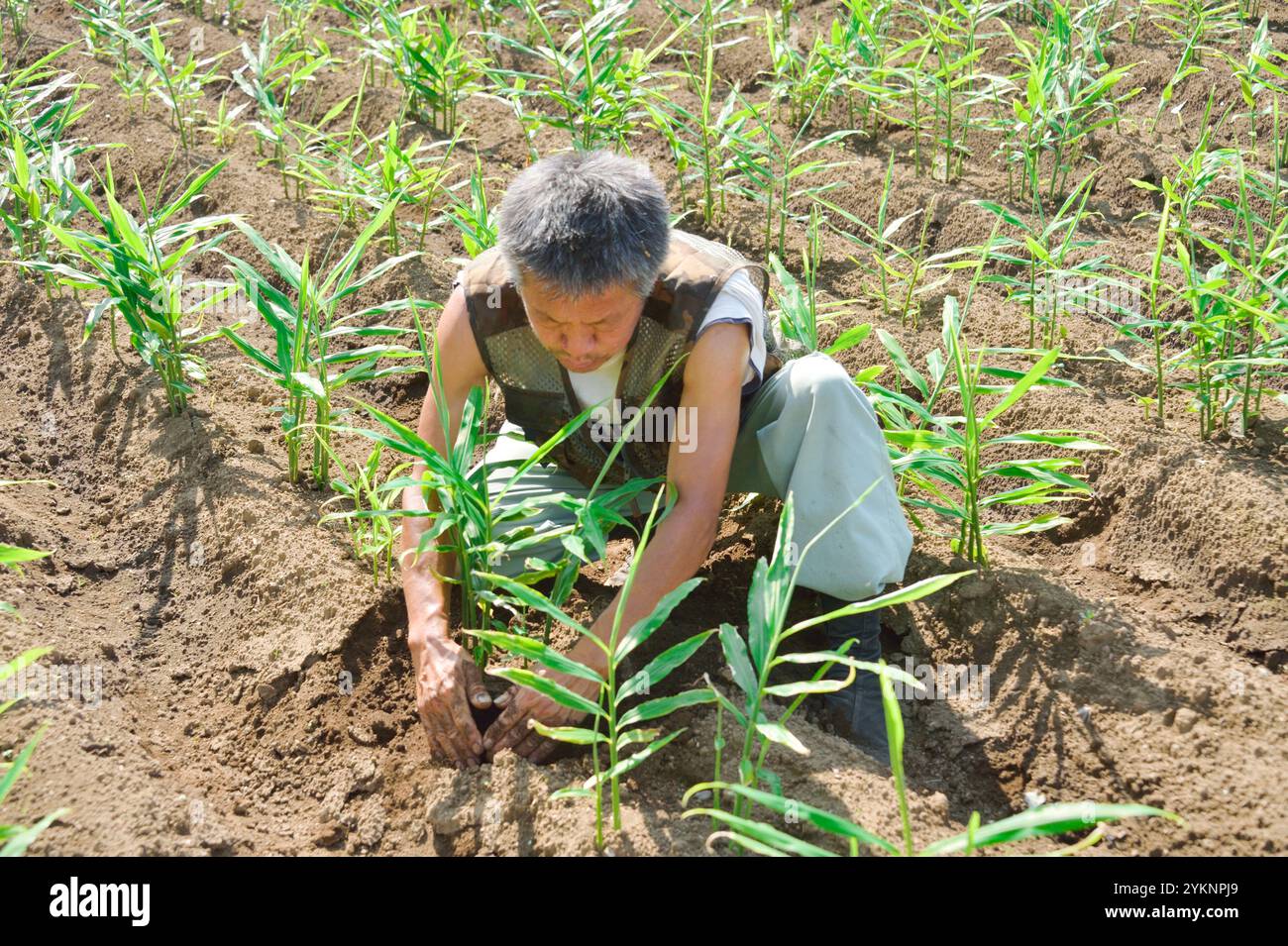 Man harvesting Yanaka ginger, an Edo-Tokyo vegetable Stock Photo - Alamy