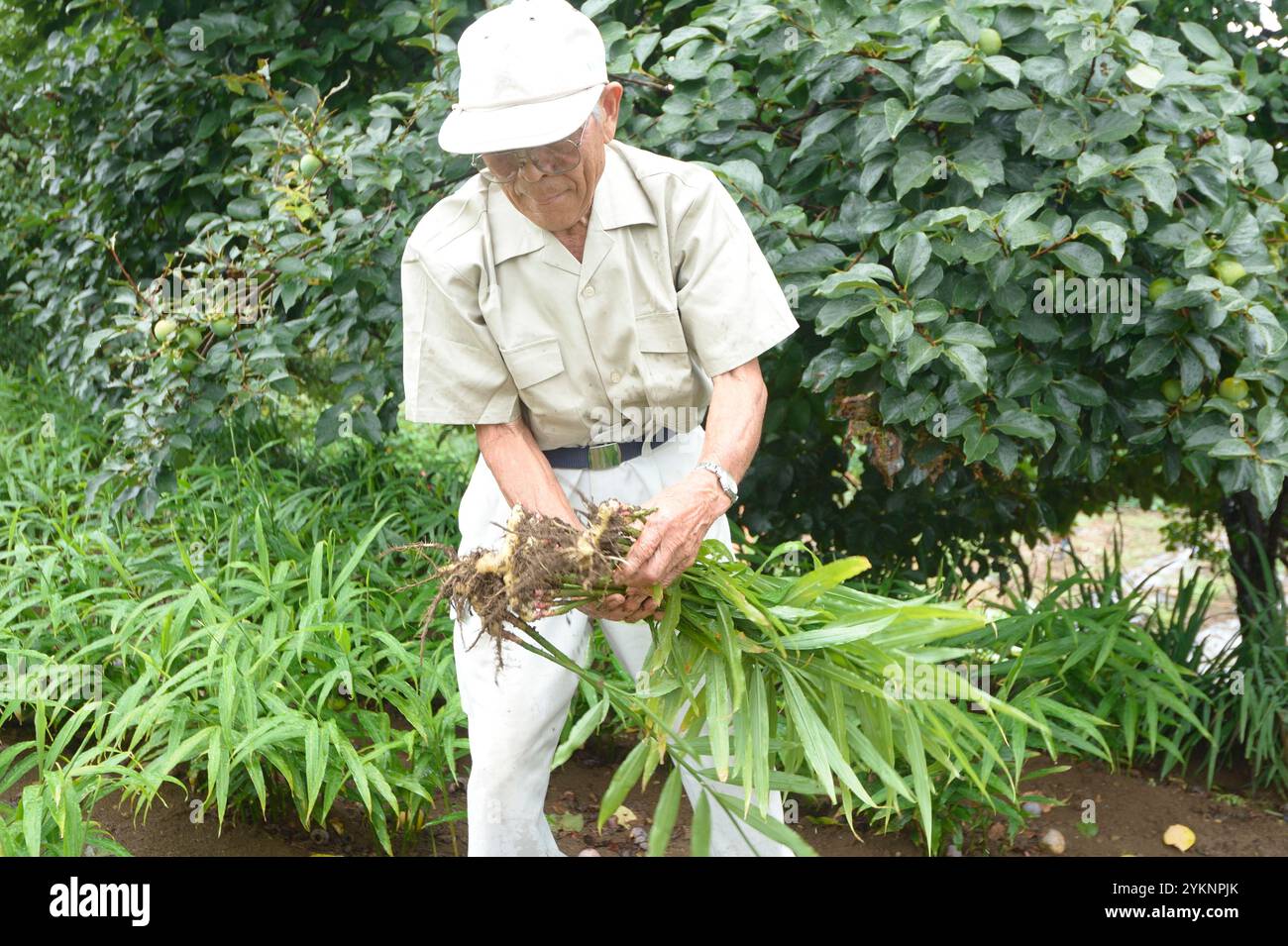 Harvesting Hachioji ginger, an Edo-Tokyo vegetable Stock Photo - Alamy