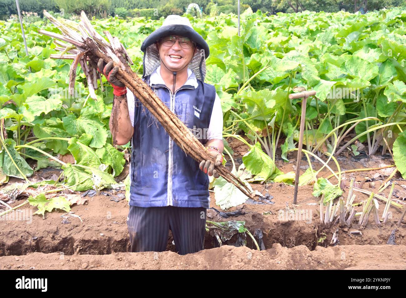 Harvesting Takinogawa burdock of Edo Tokyo Vegetable Stock Photo - Alamy