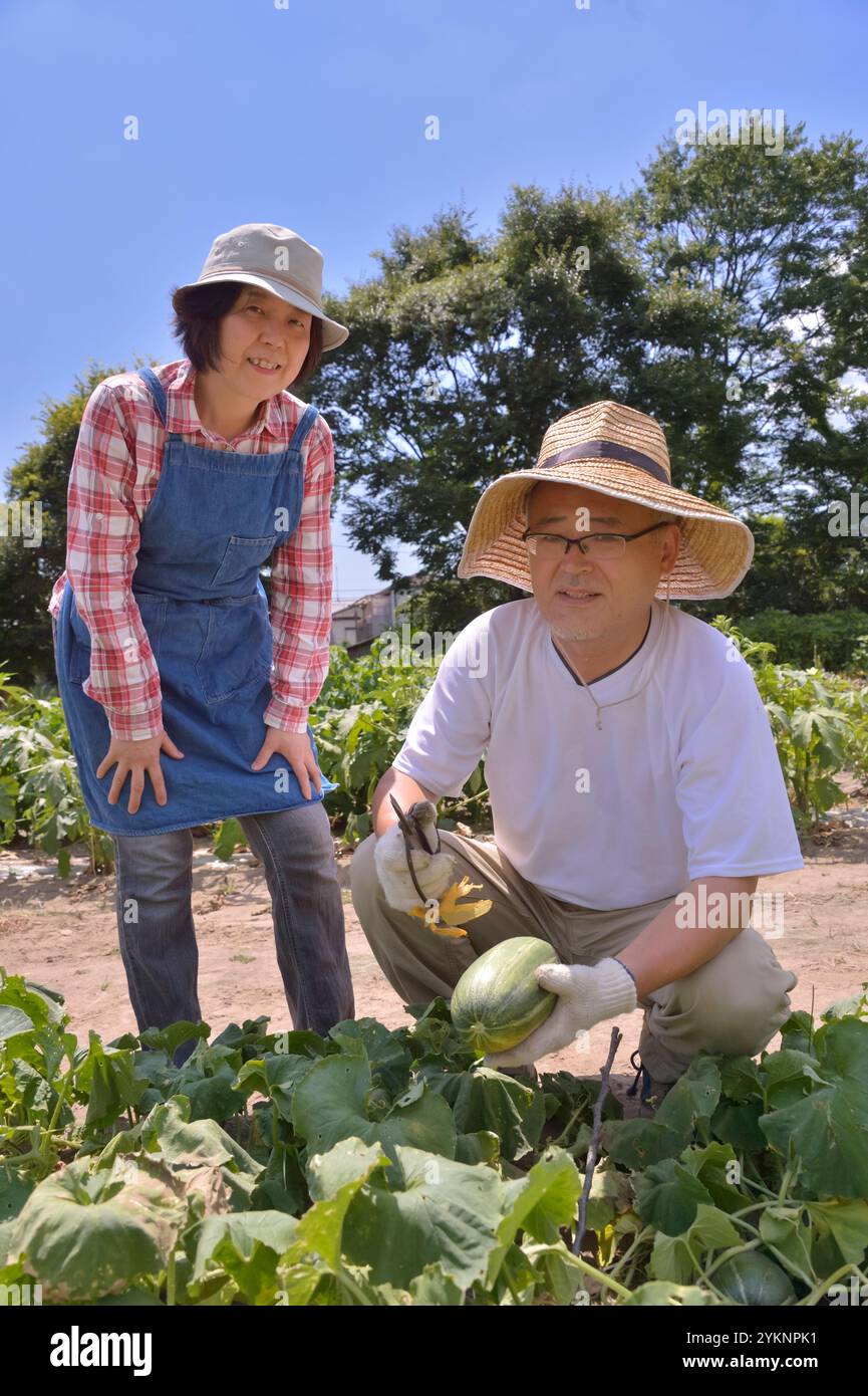 Harvesting Honda cucumbers, an Edo-Tokyo vegetable Stock Photo - Alamy