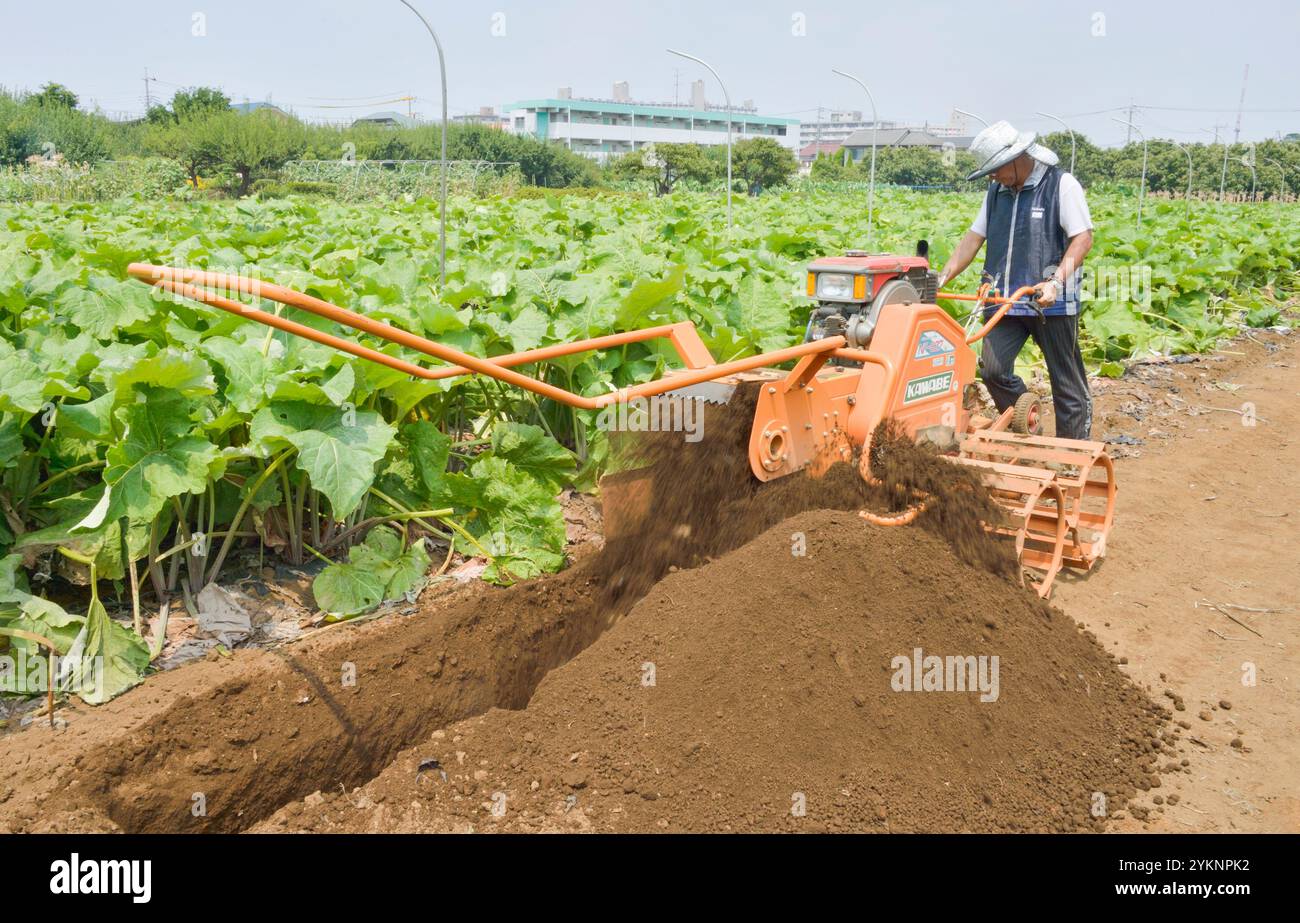 Harvesting Takinogawa burdock of Edo Tokyo Vegetable Stock Photo - Alamy
