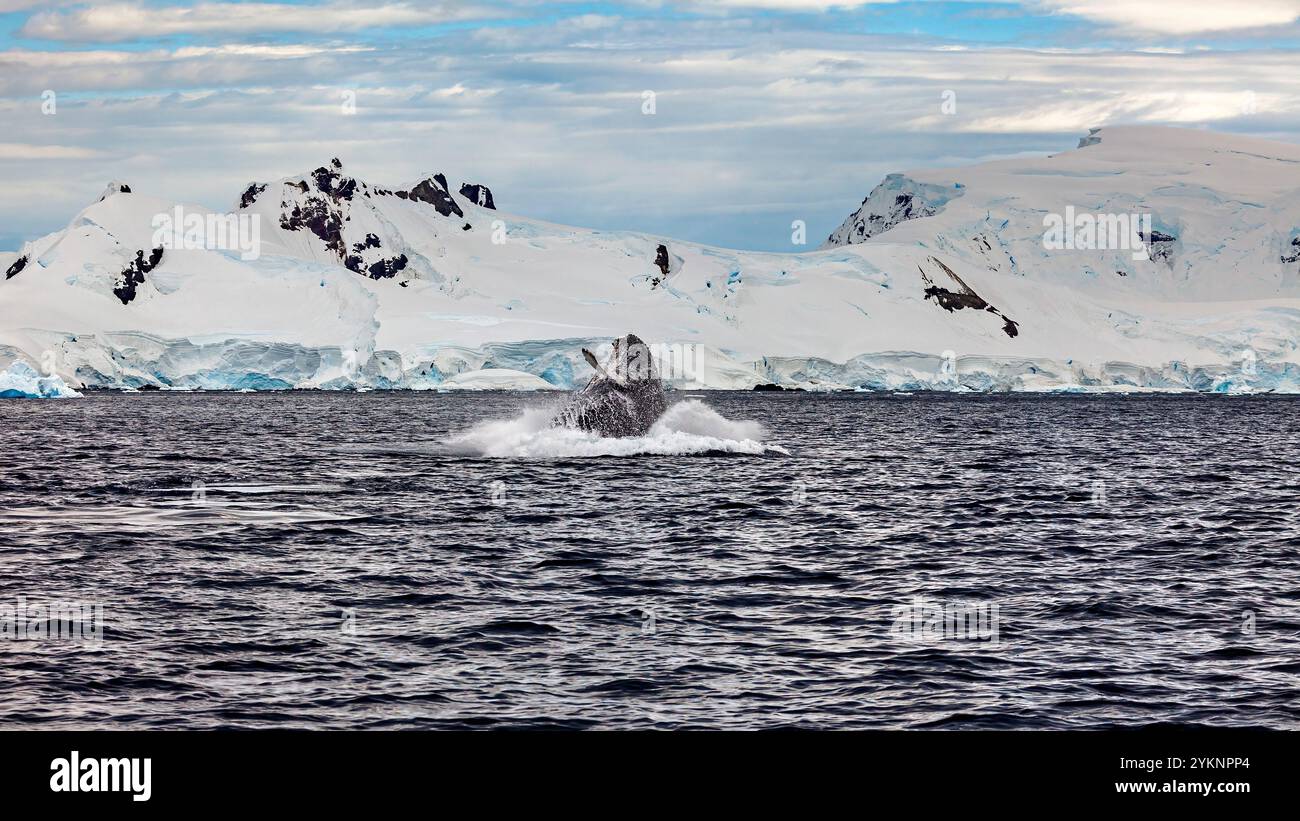 Whale Watching of Humpback whales in the Antarctic area Stock Photo - Alamy
