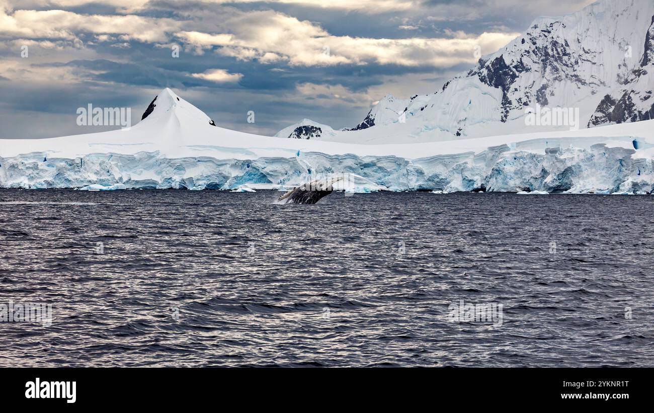 Whale Watching of Humpback whales in the Antarctic area Stock Photo - Alamy