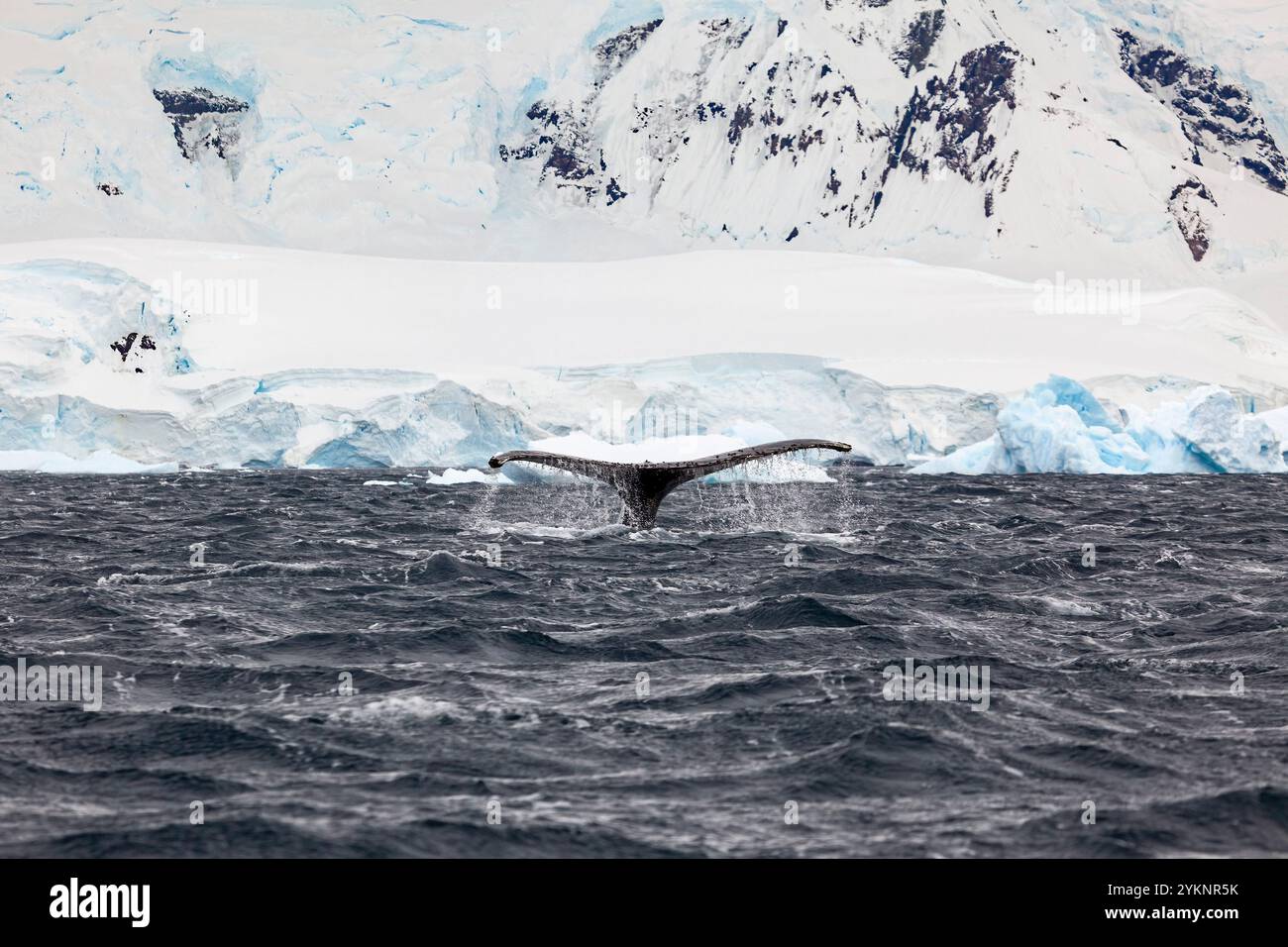 Whale Watching of Humpback whales in the Antarctic area Stock Photo - Alamy