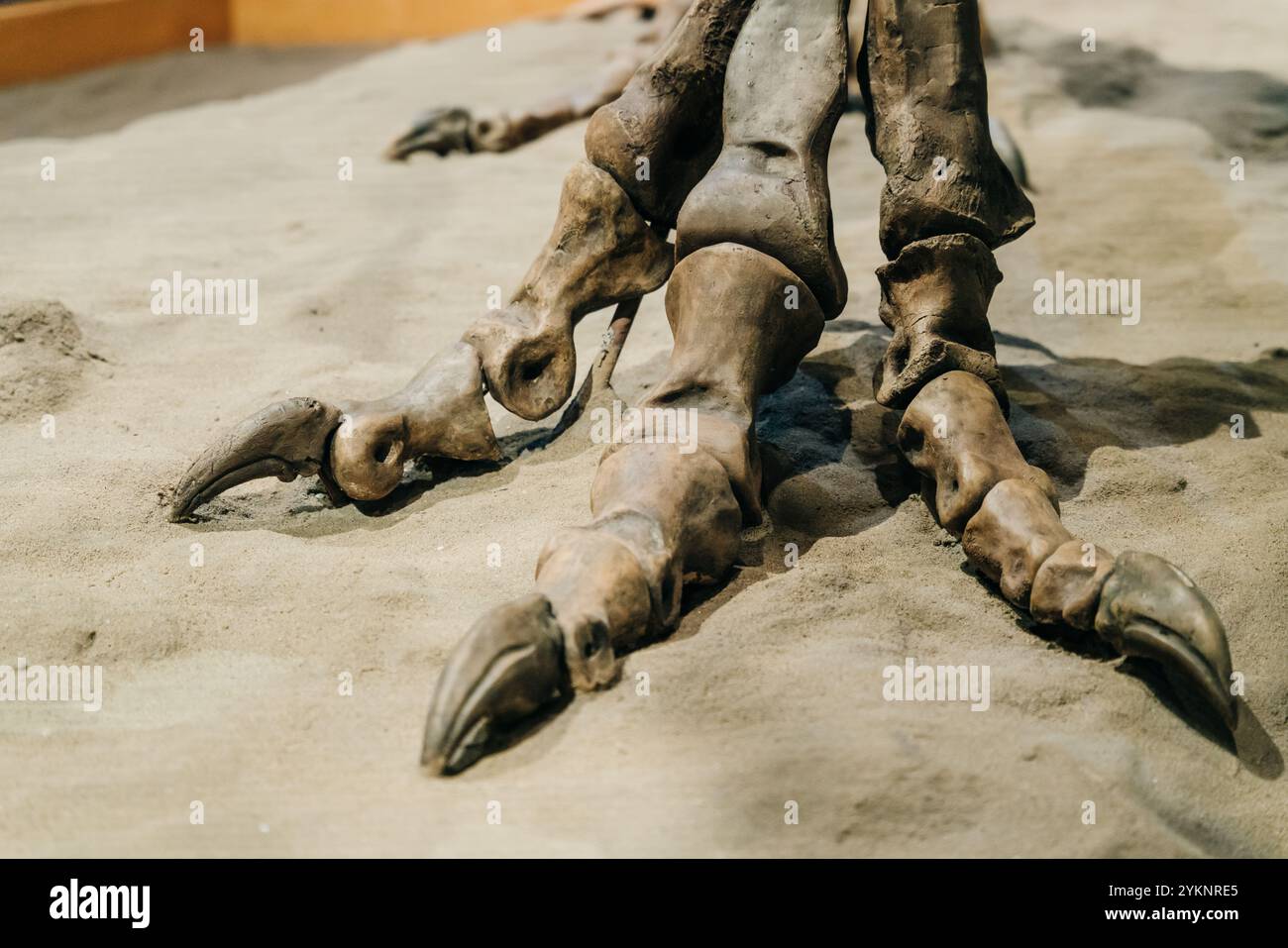 Dinosaur leg bone hi-res stock photography and images - Alamy