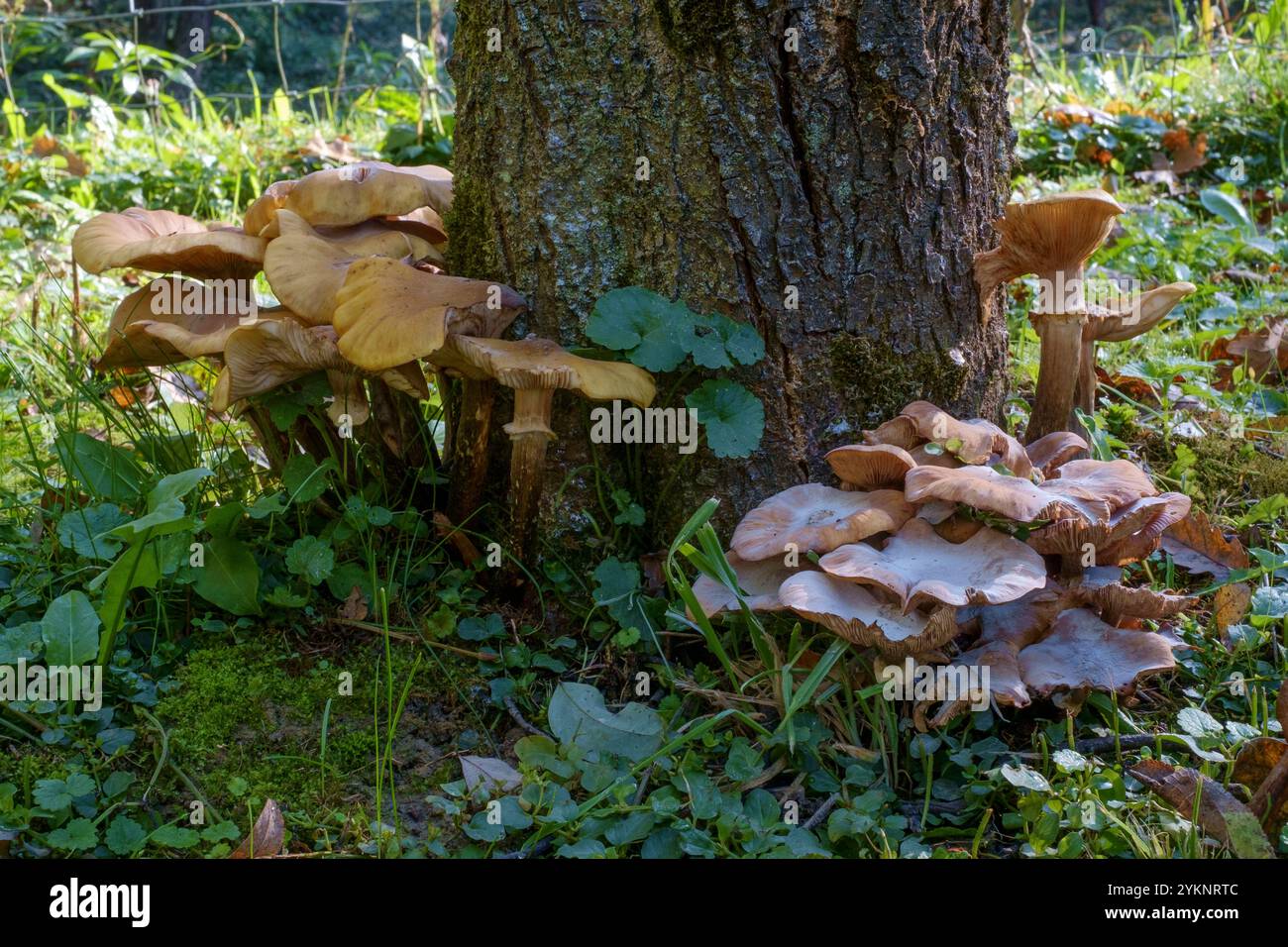 mullet honey mushroom fungus armillaria cepistipes growing around tree ...