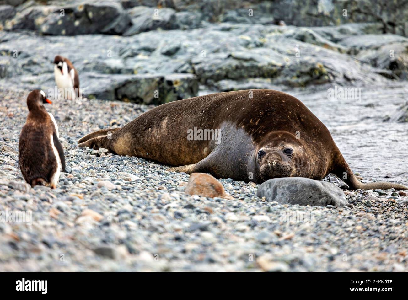 seal, south pole, antarctica, antarctic, polar, wildlife, nature ...