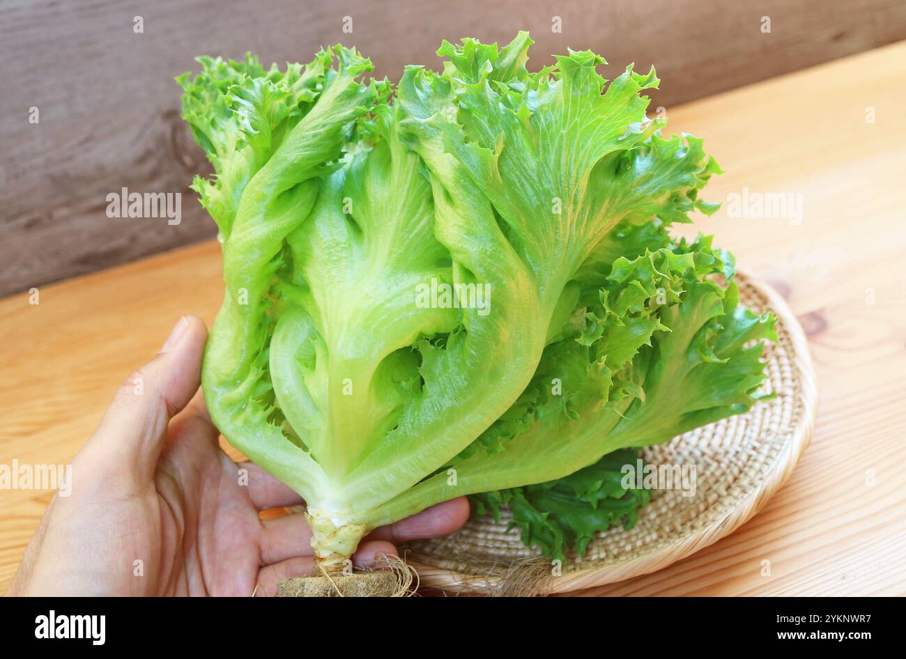 Hand Holding Bunch of Vibrant Green Fresh Frillice Iceberg Lettuces ...