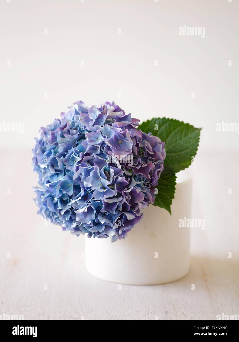 Hydrangea vase hi-res stock photography and images - Alamy