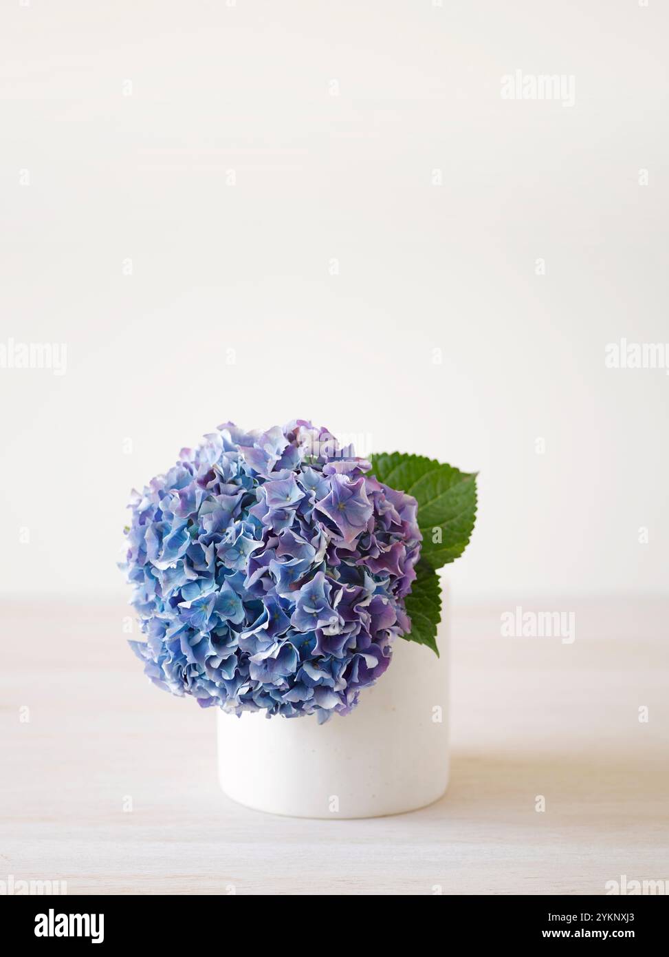 Hydrangea flower vase hi-res stock photography and images - Alamy