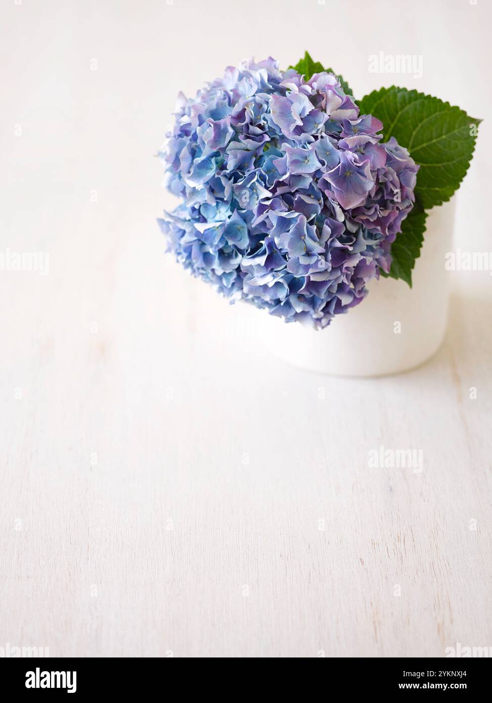 Hydrangea flower vase hi-res stock photography and images - Alamy
