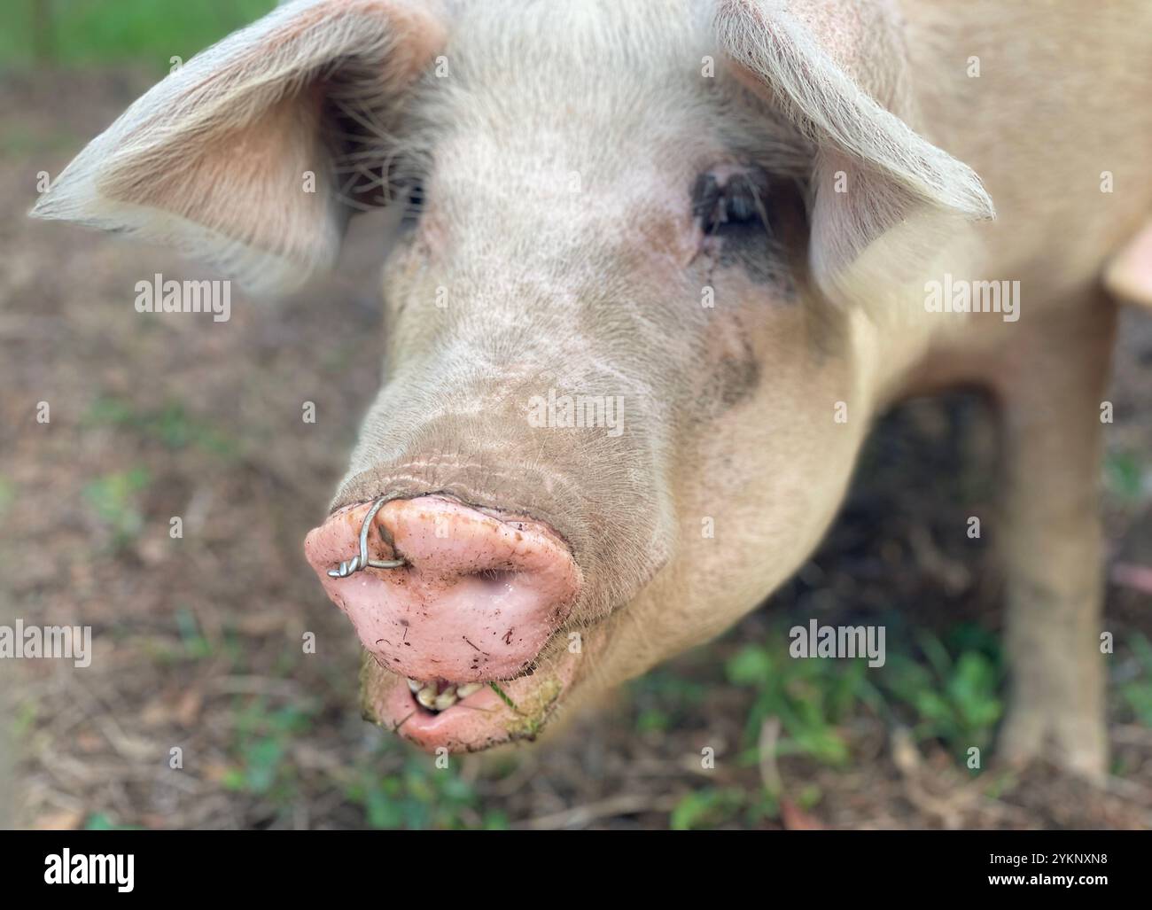 portrait of a young pig with a ring in the nostril Stock Photo - Alamy