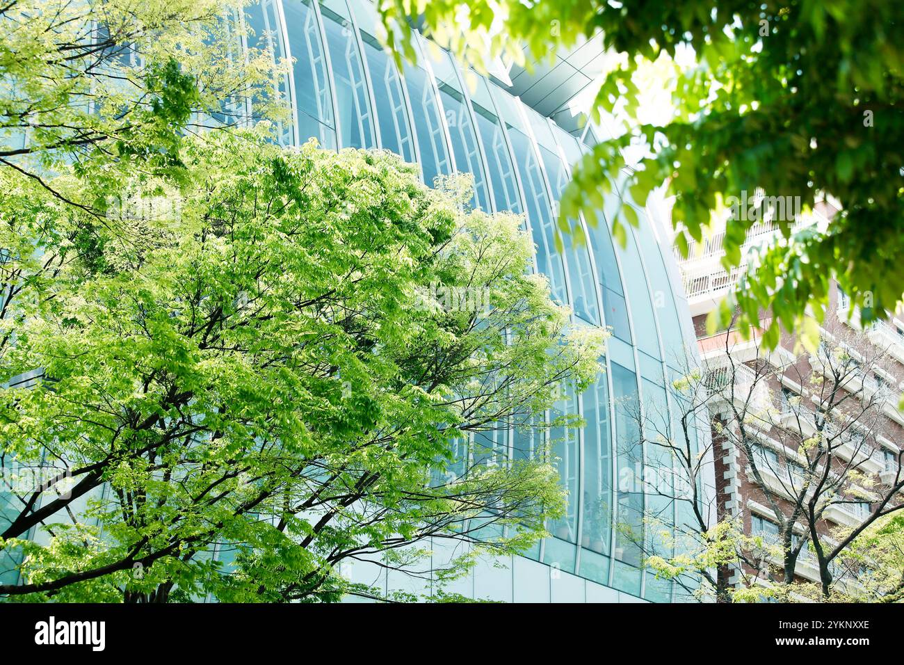 Fresh green Omotesando Stock Photo - Alamy