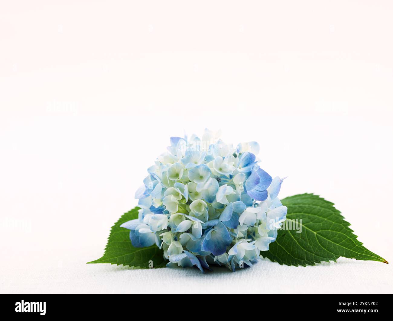 Hydrangea color hi-res stock photography and images - Alamy