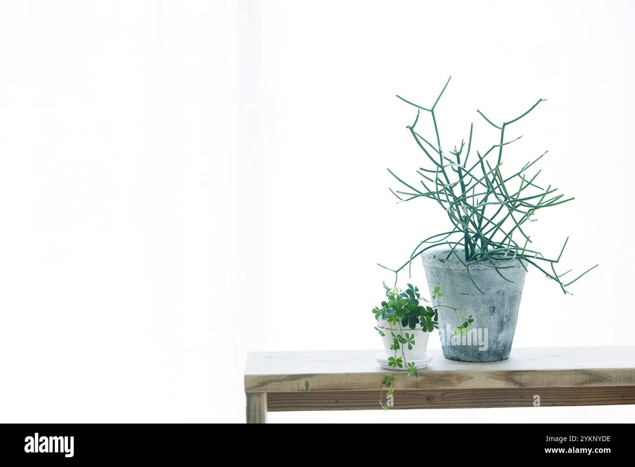 11 plants Cut Out Stock Images & Pictures - Alamy