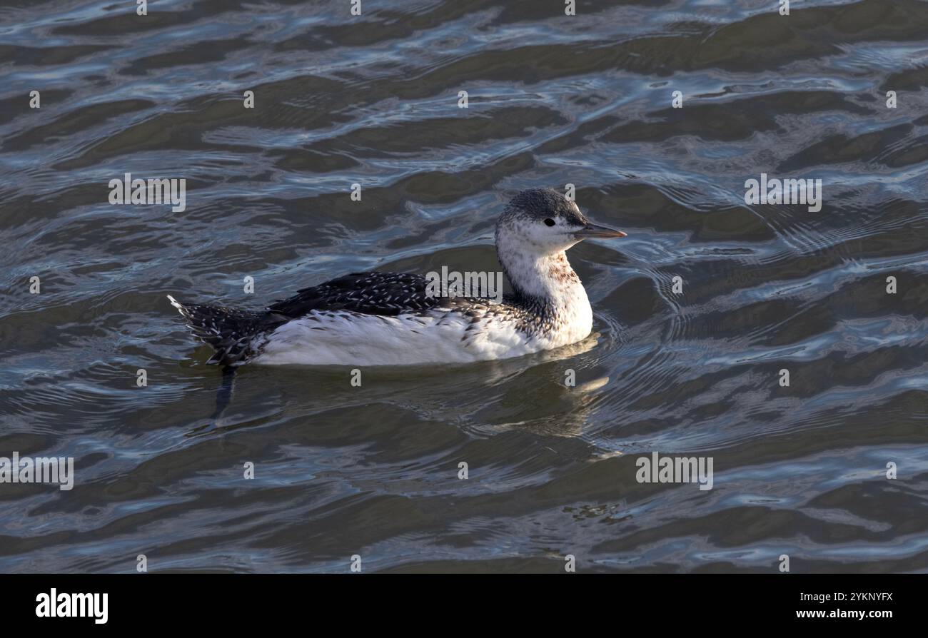 A Red-throated Diver swimming shows the position of the large webbed ...
