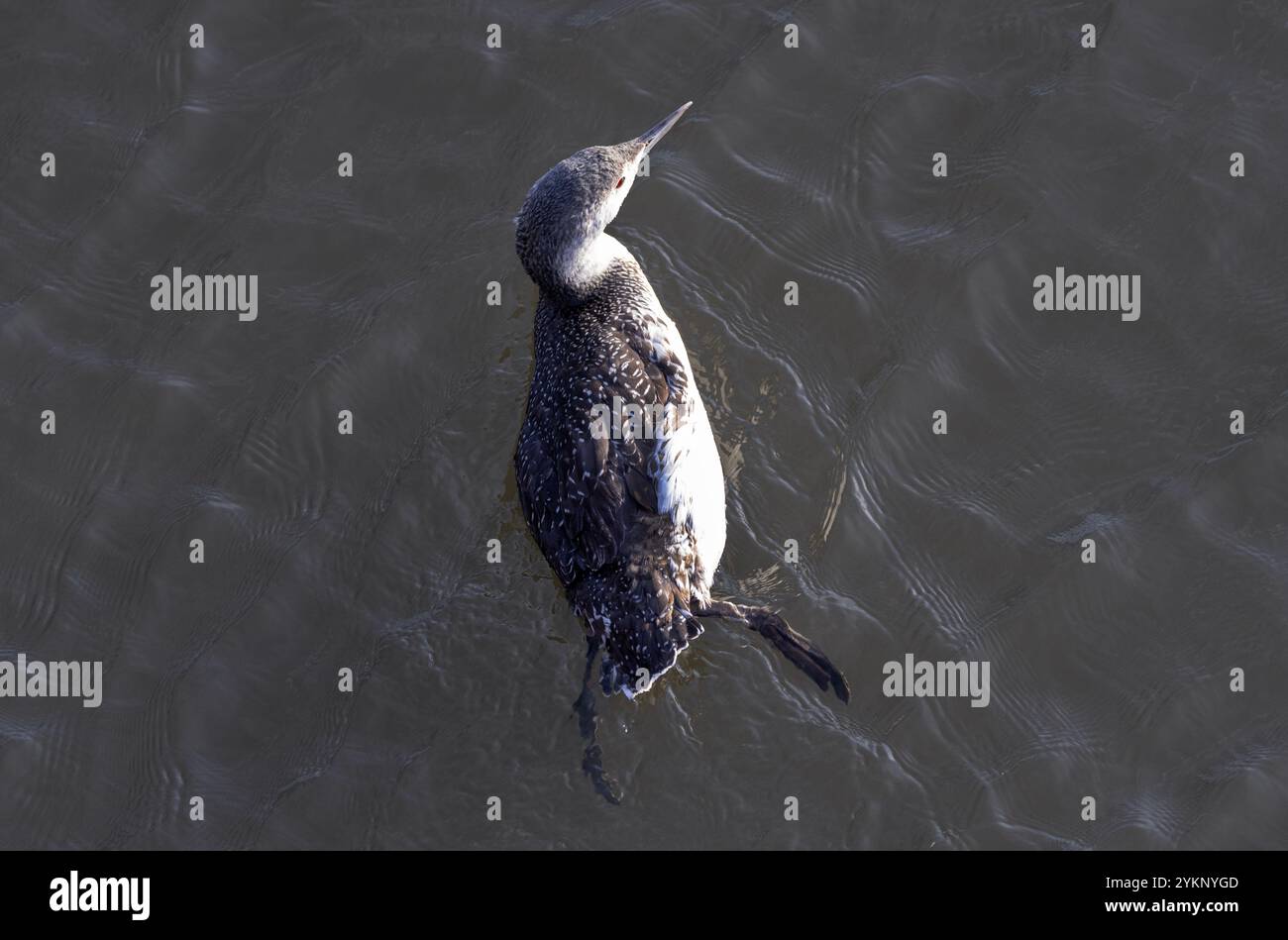 A Red-throated Diver swimming shows the position of the large webbed ...