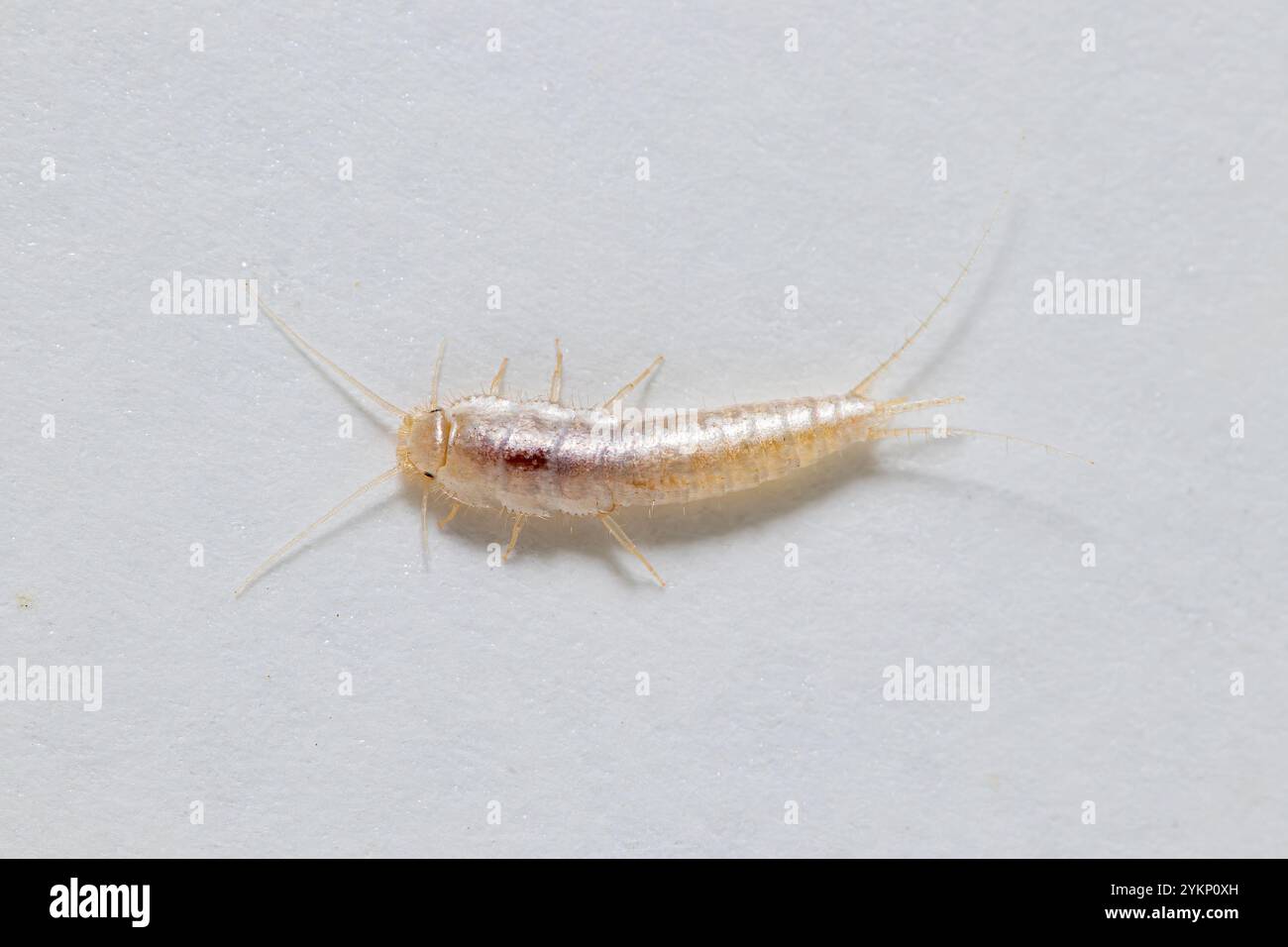 Closeup silverfish (house pest bug) on white background Stock Photo - Alamy