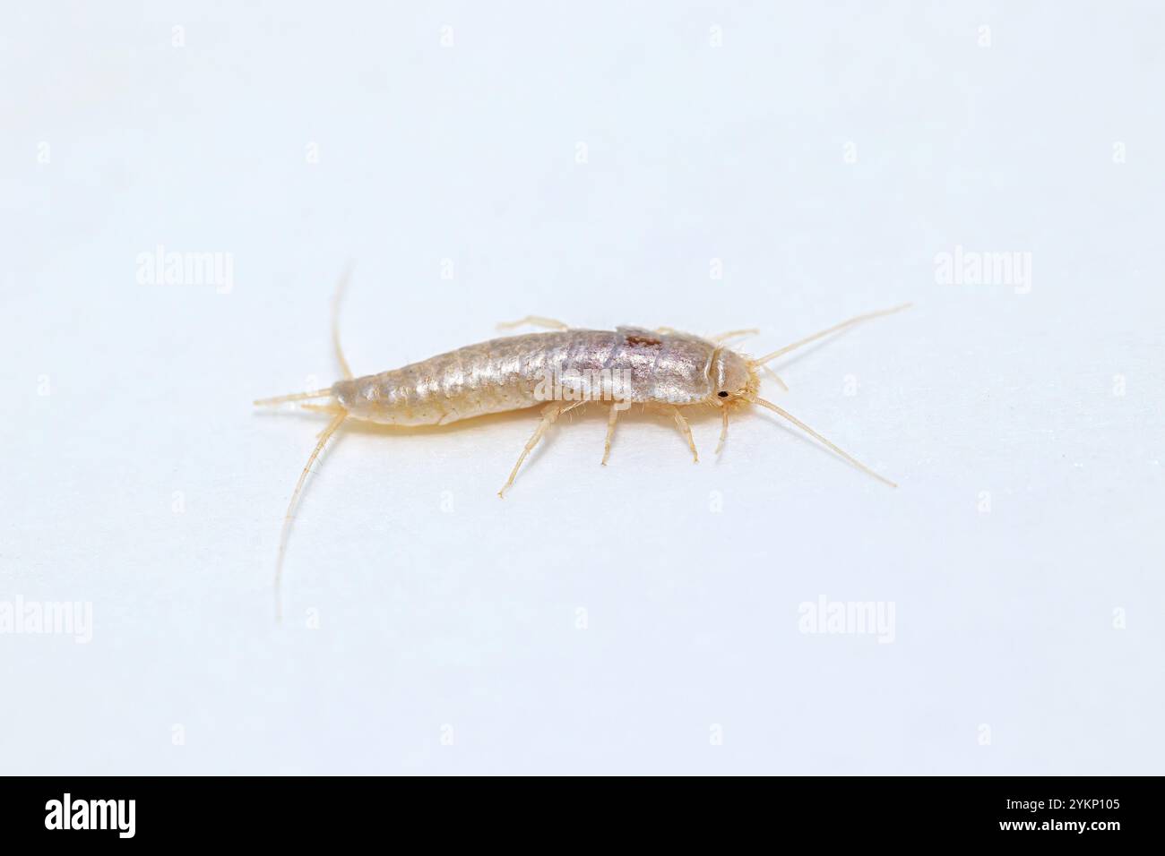 Closeup lateral view silverfish (house pest bug Stock Photo - Alamy