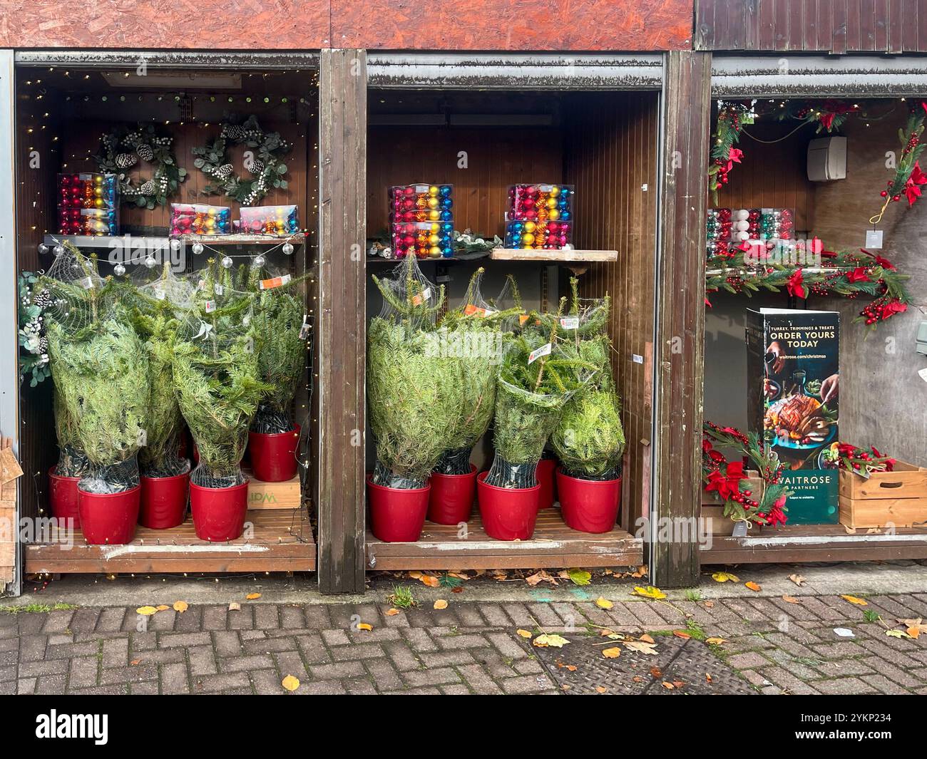 Christmas trees and goods on display at a Waitrose Supermarket Stock ...