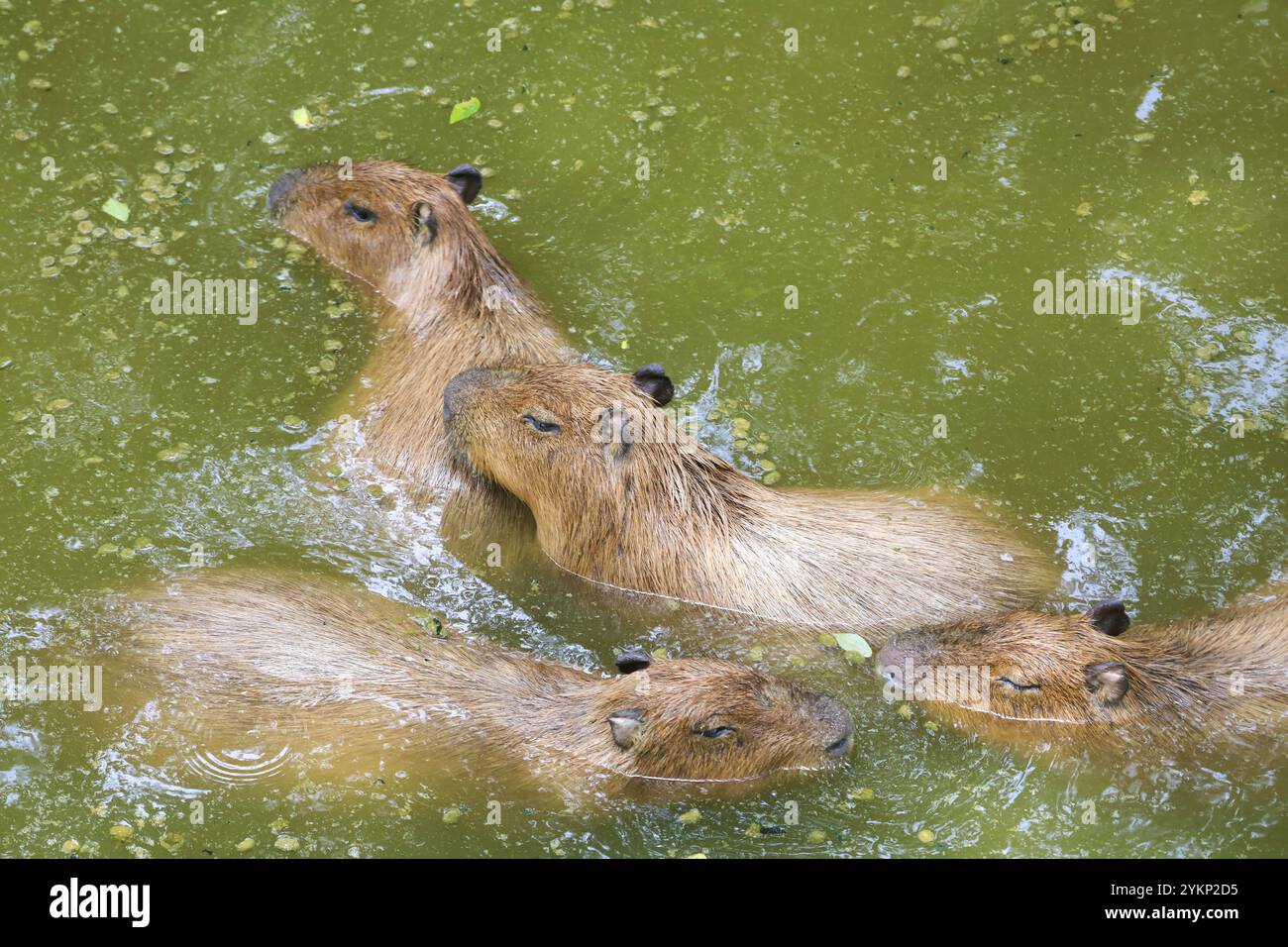 Herd of Capybaras, the World's Largest Rodent Relaxing in the Pond ...
