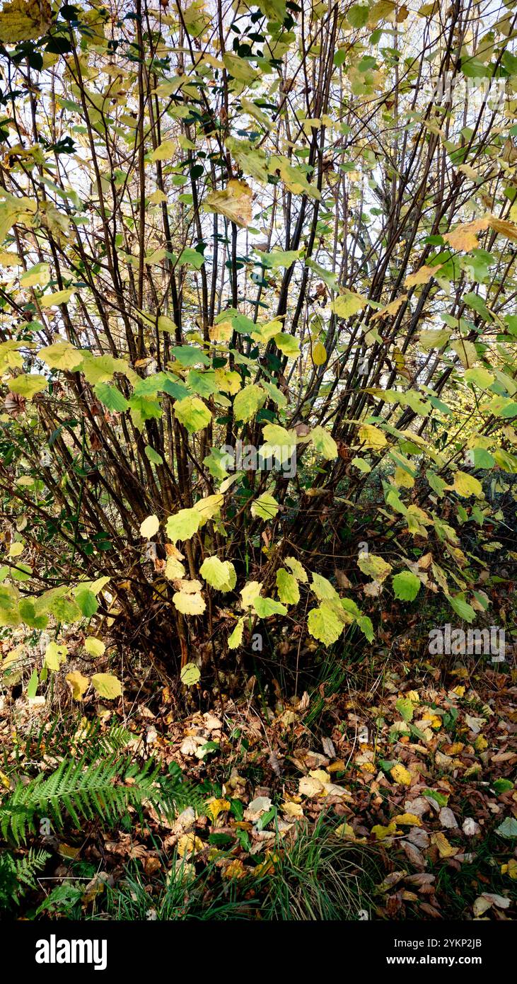 Coppice coppicing coppiced hi-res stock photography and images - Alamy