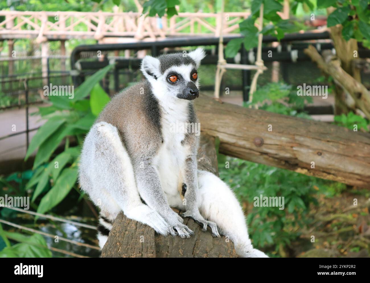 Lemur in zoo thailand hi-res stock photography and images - Alamy