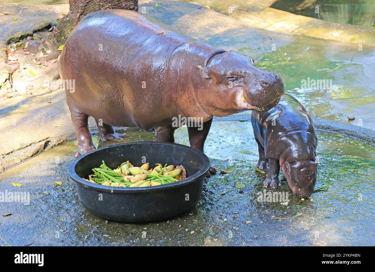 Mother Pygmy Hippo enjoy eating a large bowl of fruits and veggies with ...