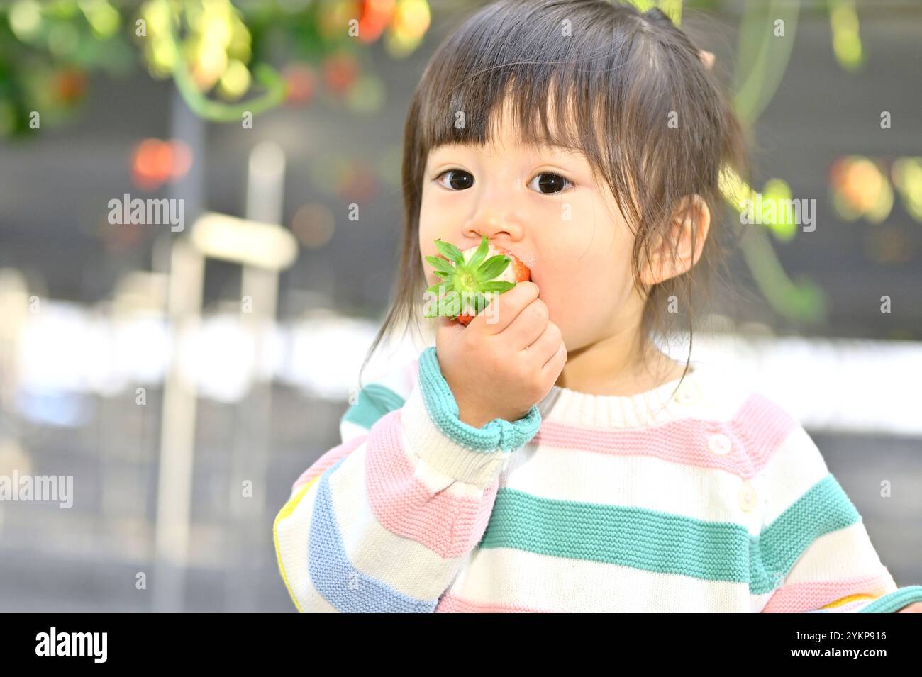Girl eating strawberry Stock Photo - Alamy