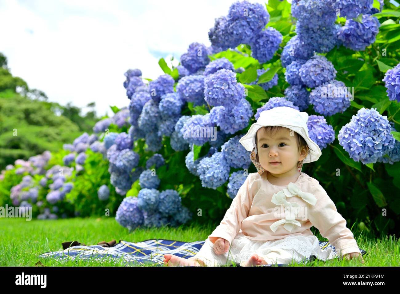 Hydrangea family hi-res stock photography and images - Alamy