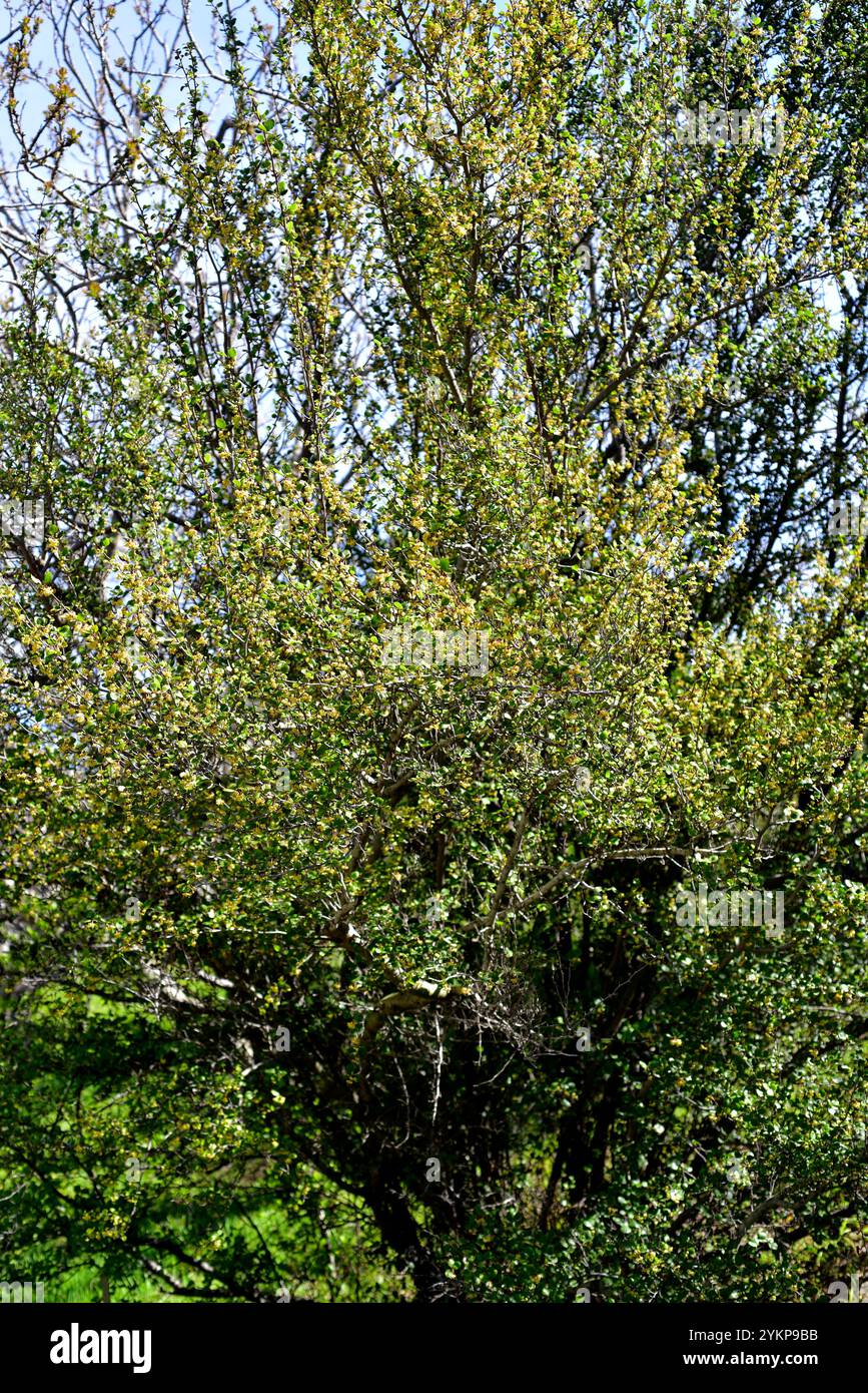 Mountain mahogany hi-res stock photography and images - Alamy