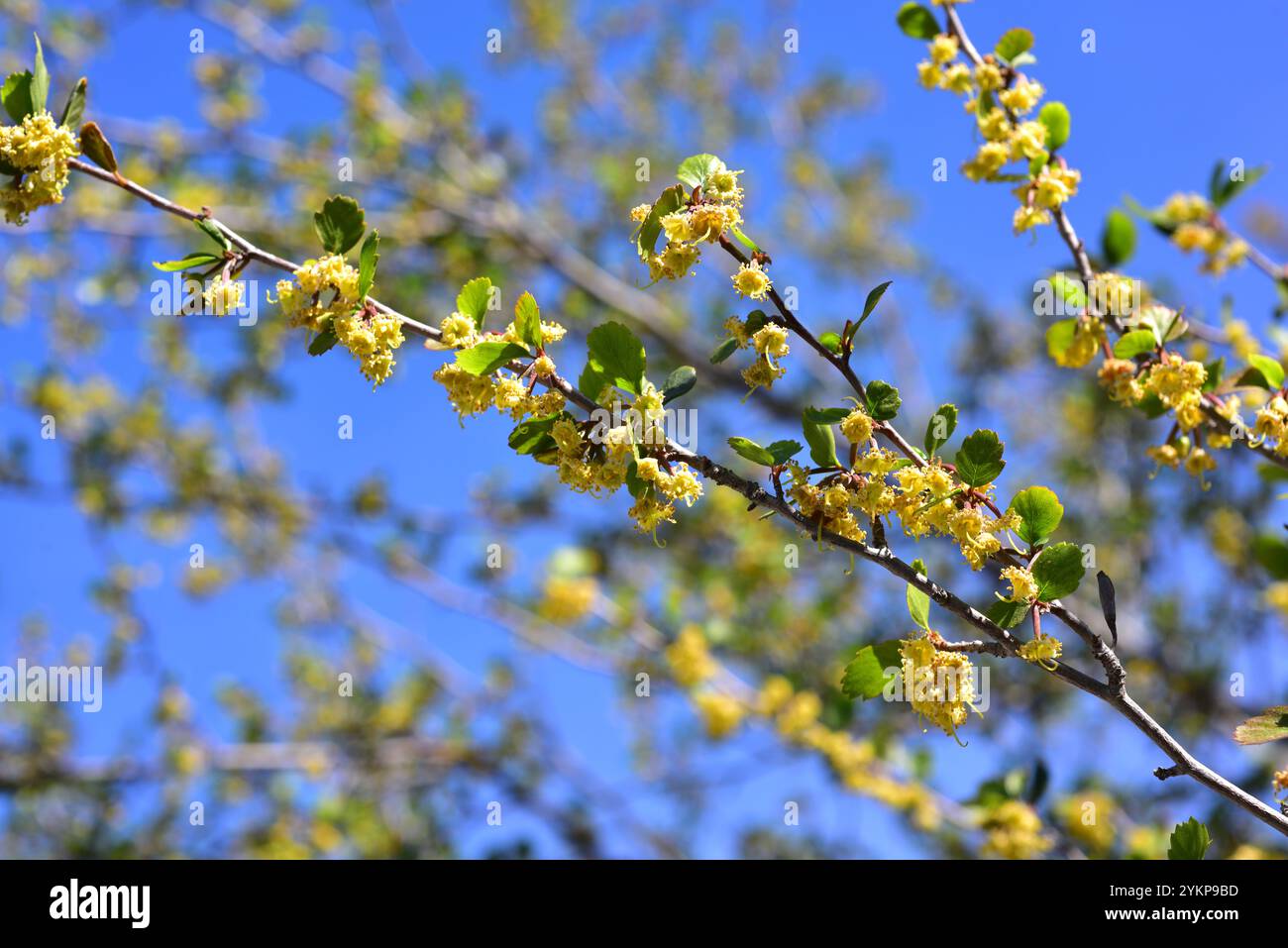 Mountain mahogany hi-res stock photography and images - Alamy