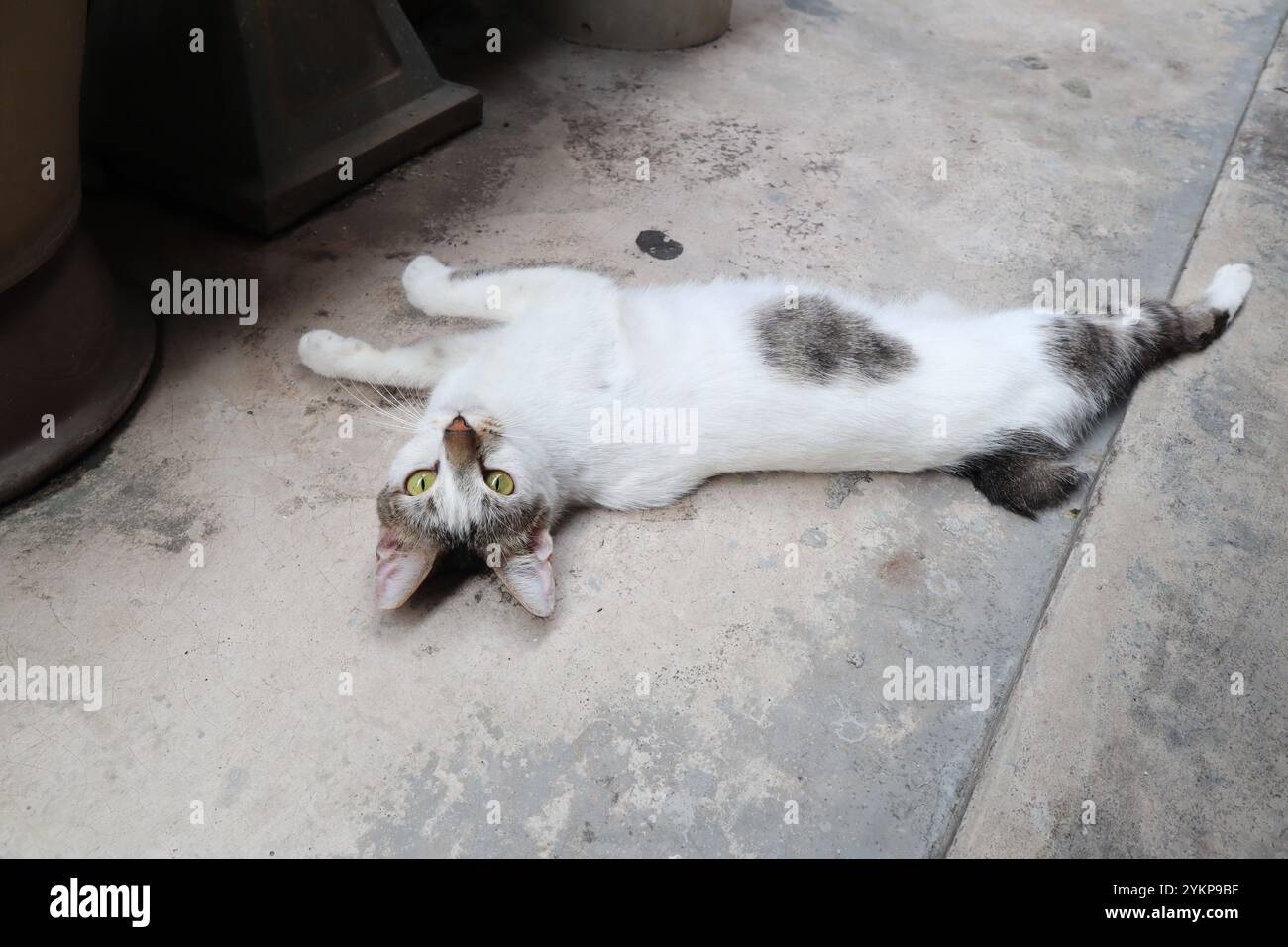 Cute white cat laying on its side looking up looking back to the camera ...