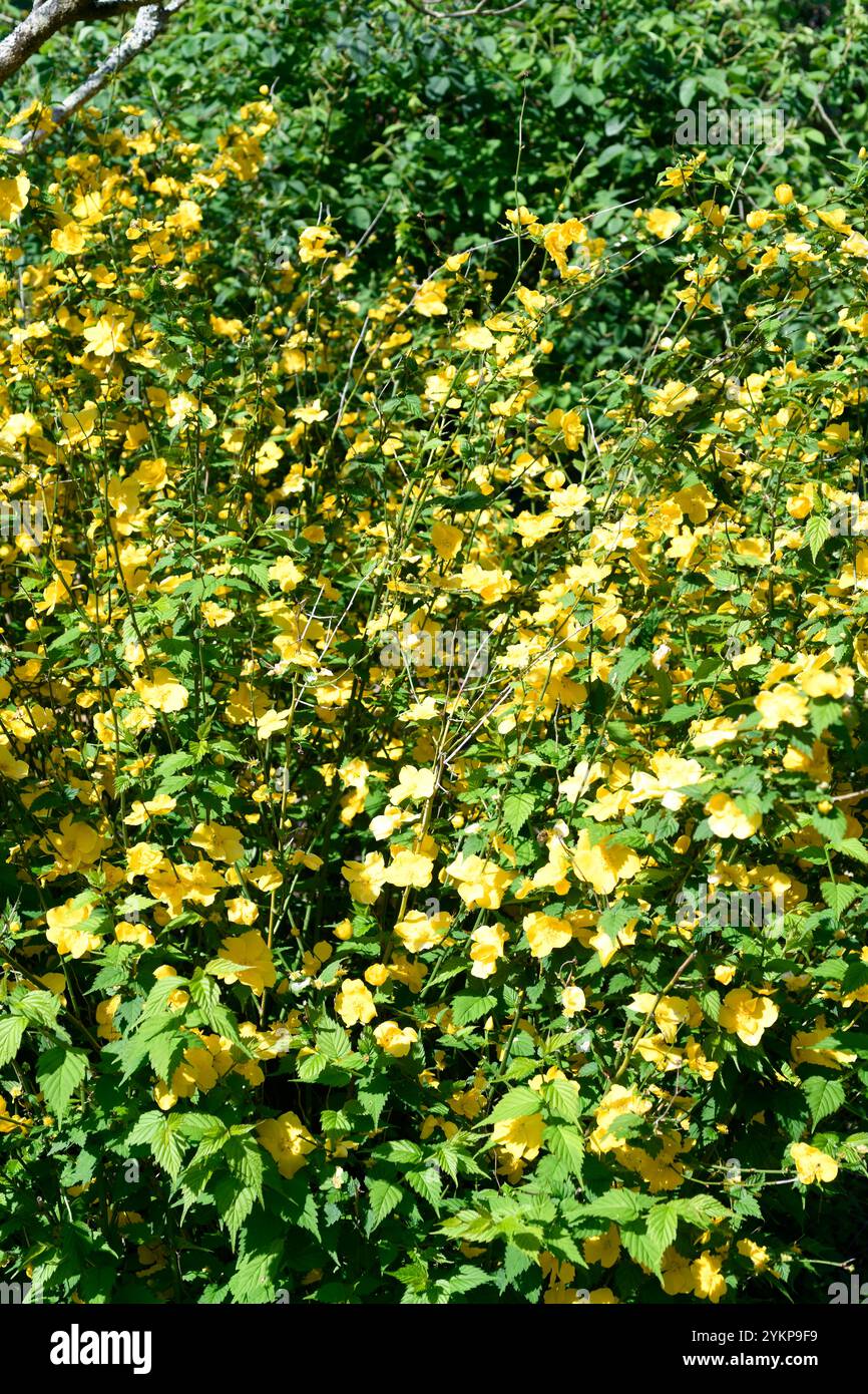 Japanese kerria (Kerria japonica) is a deciduous shrub native to Japan ...
