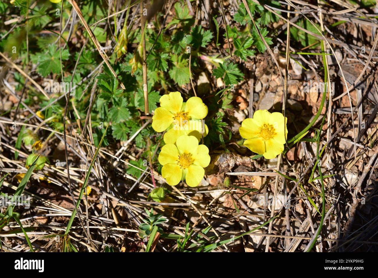 Creeping cinquefoil (Potentilla reptans) is a perennial herb native to ...