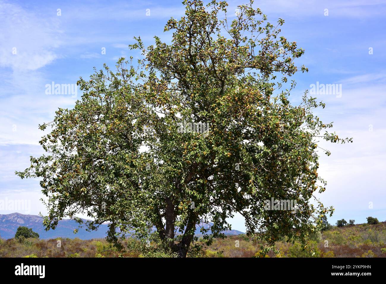 Almond-leaved pear (Pyrus spinosa or Pyrus amygdaliformis) is a ...