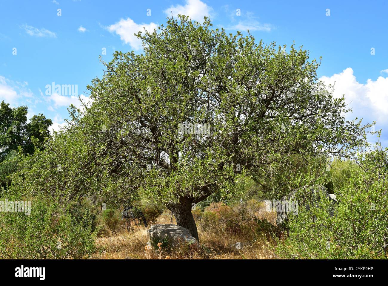 Almond-leaved pear (Pyrus spinosa or Pyrus amygdaliformis) is a ...