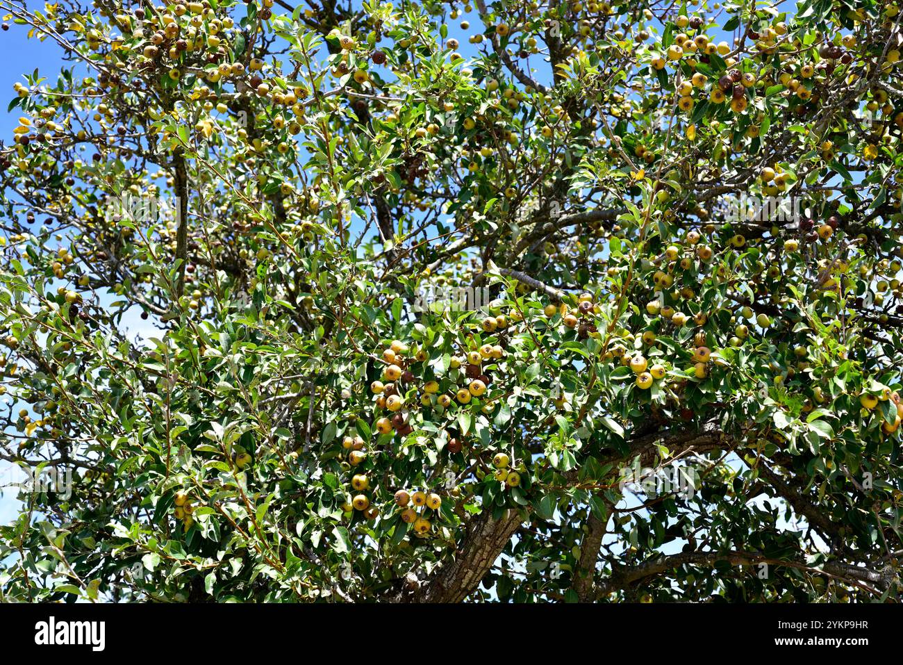 Almond-leaved pear (Pyrus spinosa or Pyrus amygdaliformis) is a ...