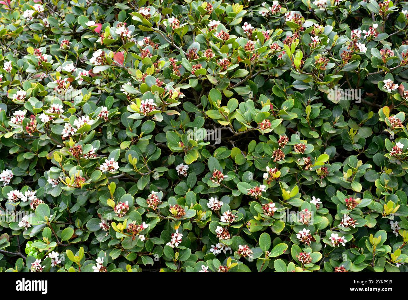 Yeddo hawthorn (Rhaphiolepis umbellata) is a medicinal evergreen shrub ...